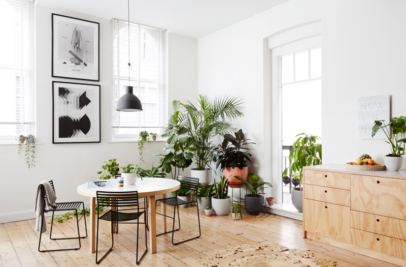 Plant Life: The love of plants is celebrated in this beautiful new book ...