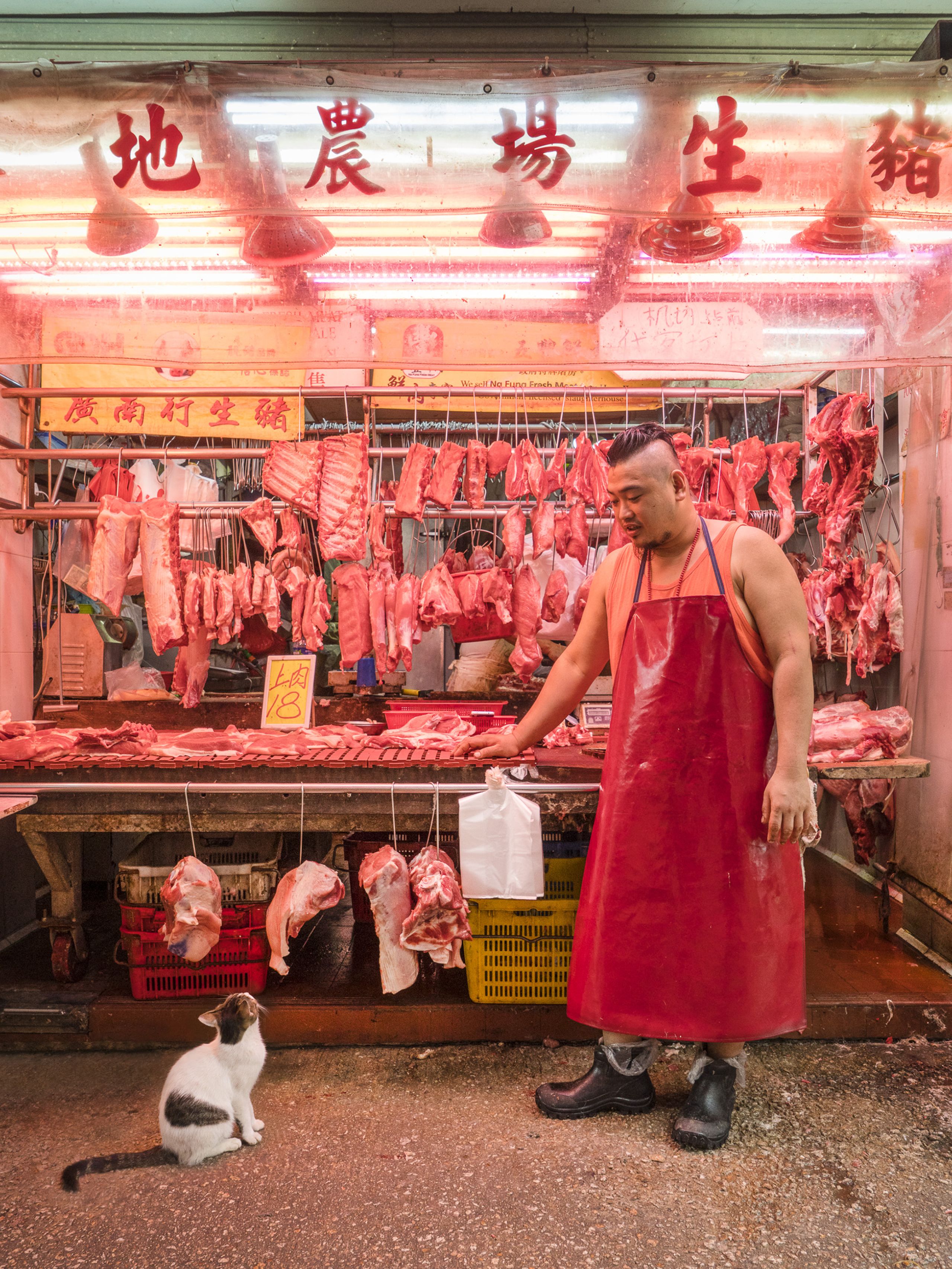 Photographer reveals the secret lives of Hong Kong's market cats in ...