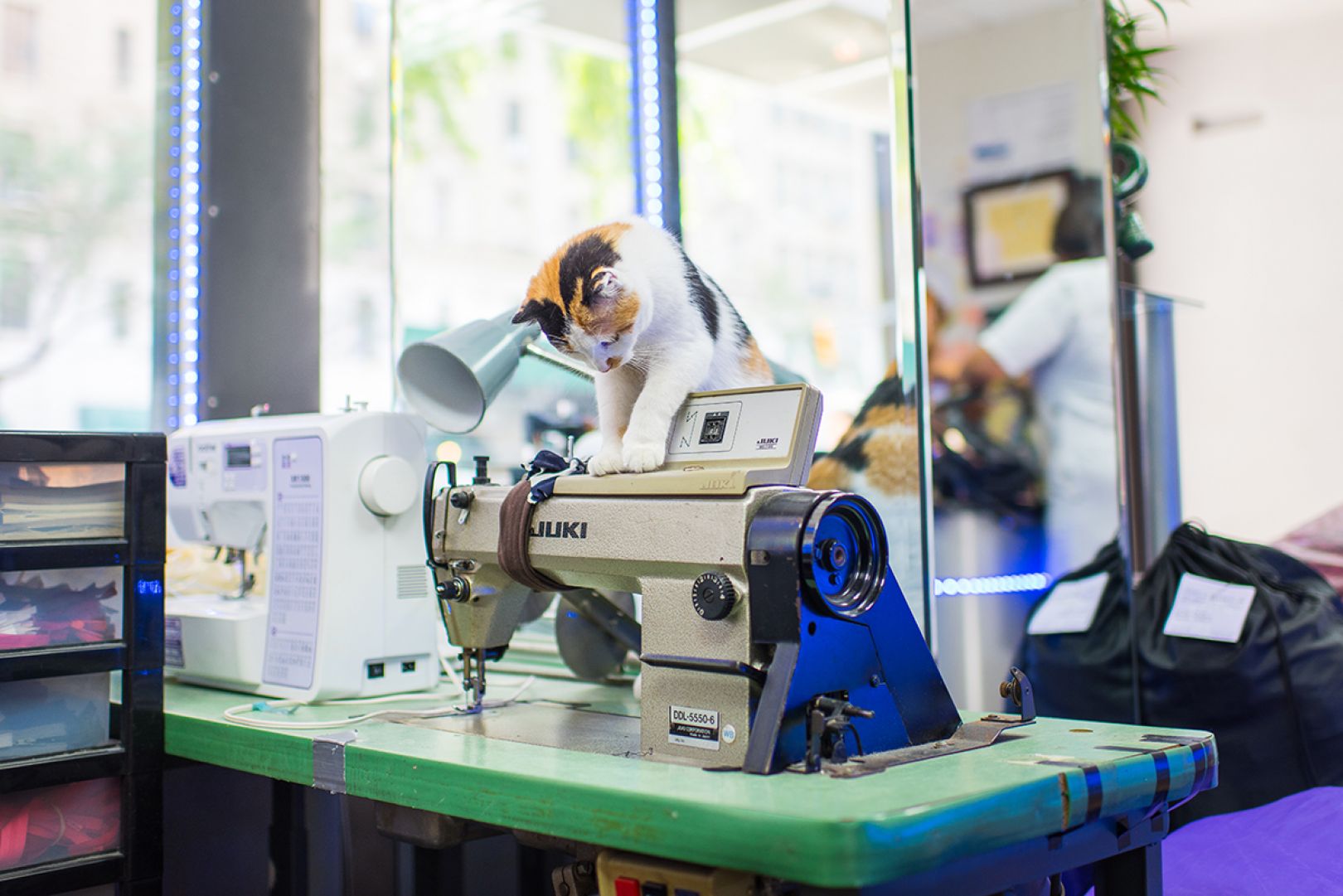 Shop Cats of New York: Discover the fascinating stories of cats living ...