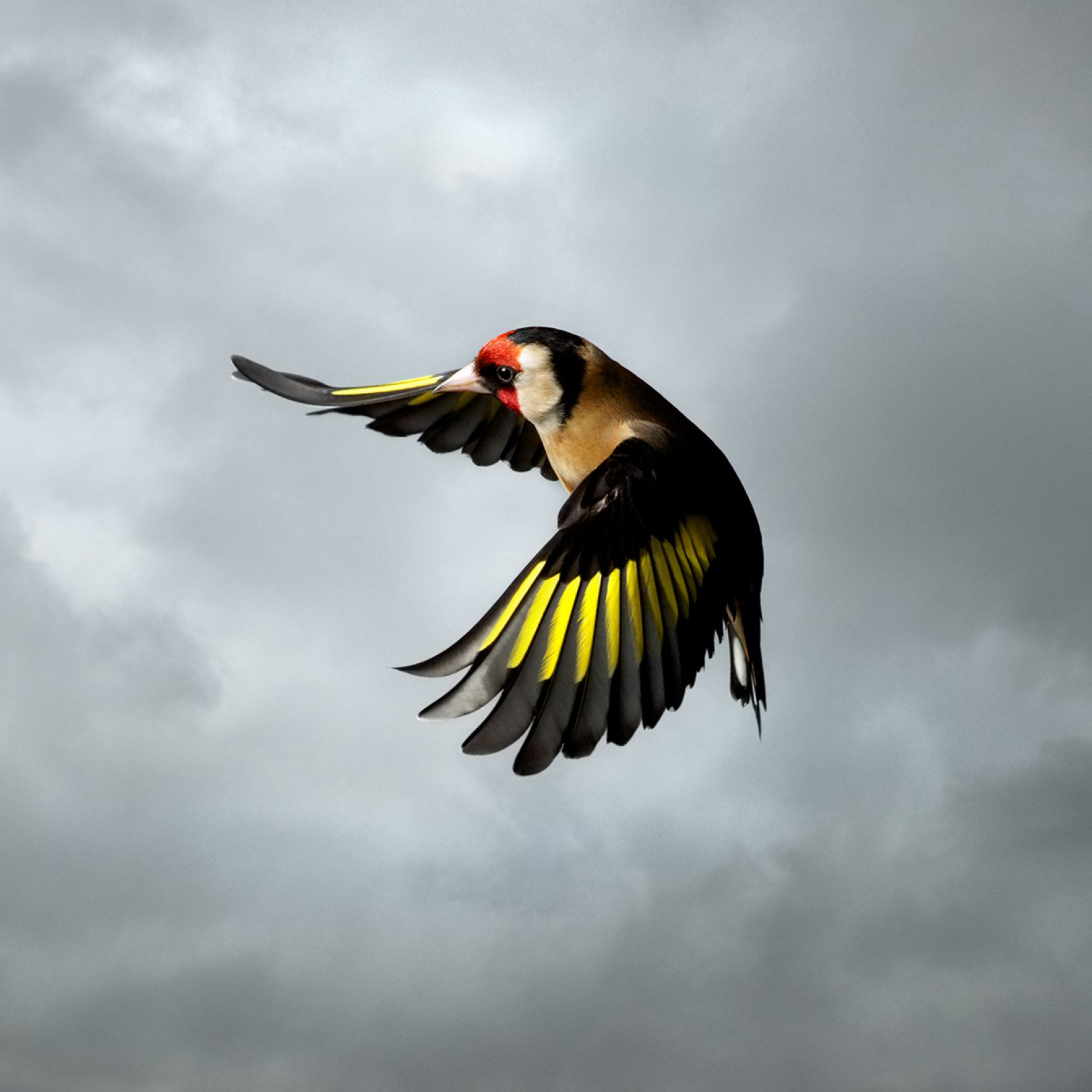 Everyday British birds captured mid-flight in the wild by photographer ...