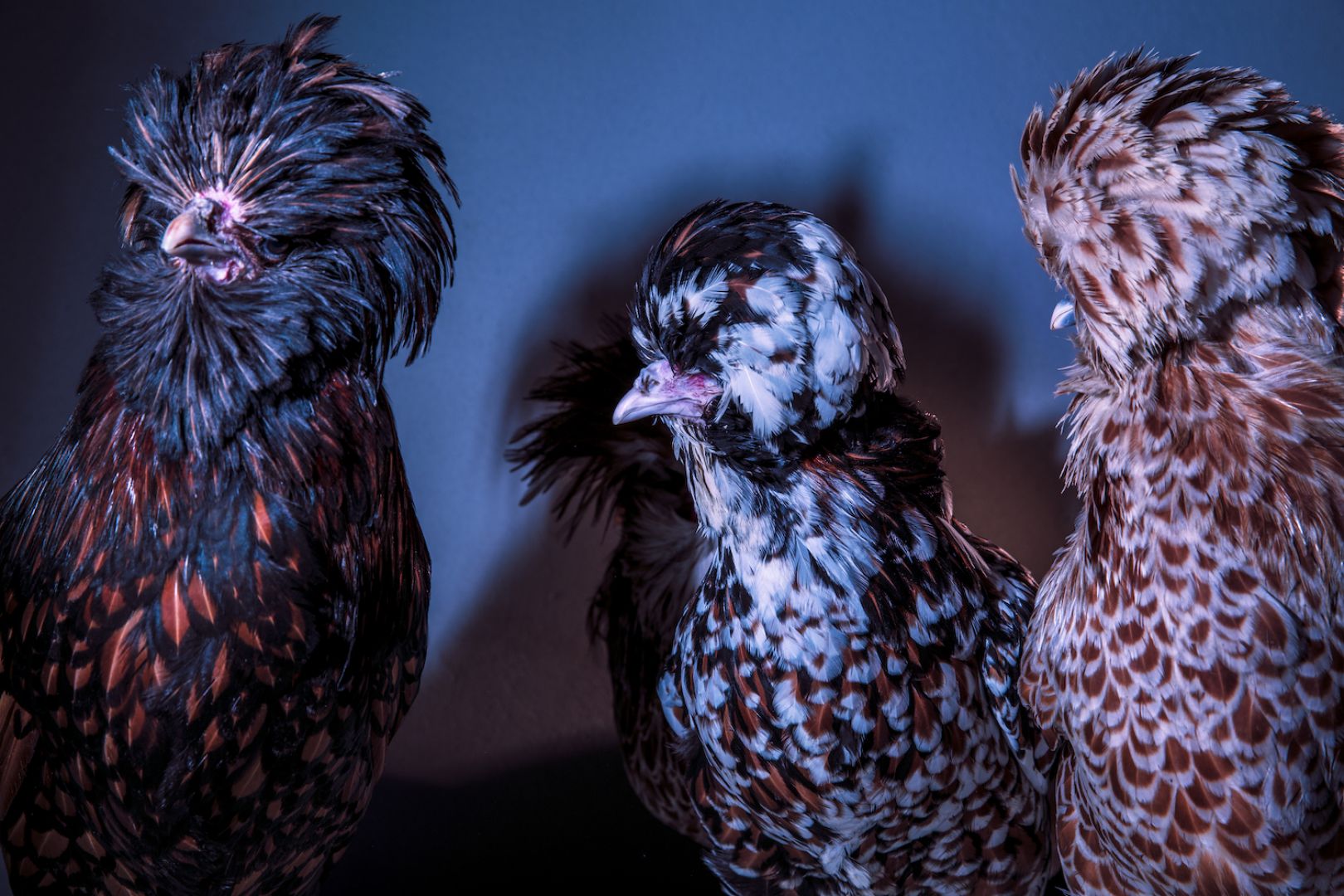 Chic Chicks: Photographer poses baby chickens as high-fashion models ...
