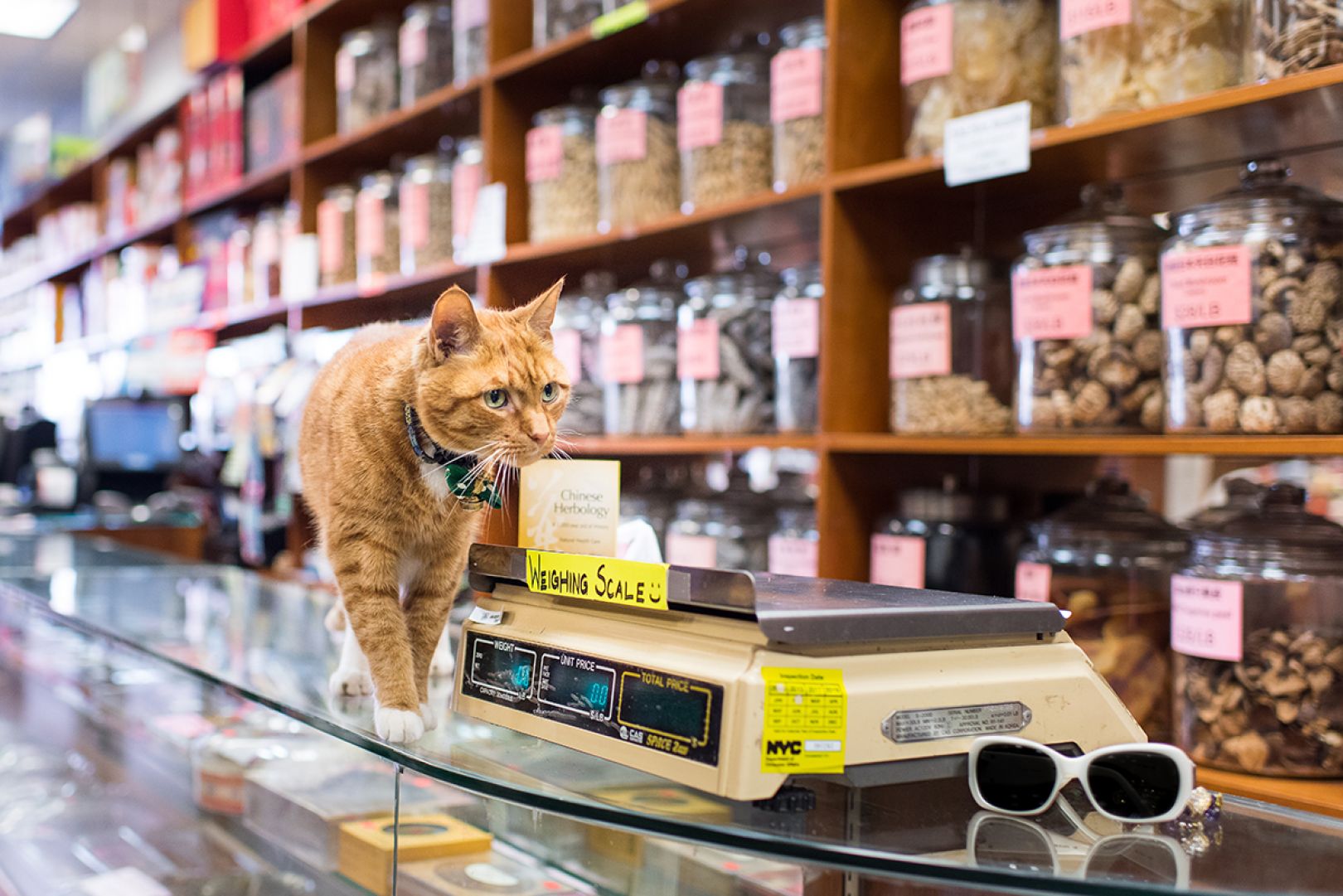 Shop Cats of New York: Discover the fascinating stories of cats living ...