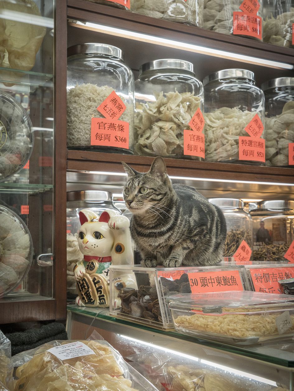 Shop Cats: Photographer captures charming felines living in Hong Kong's ...