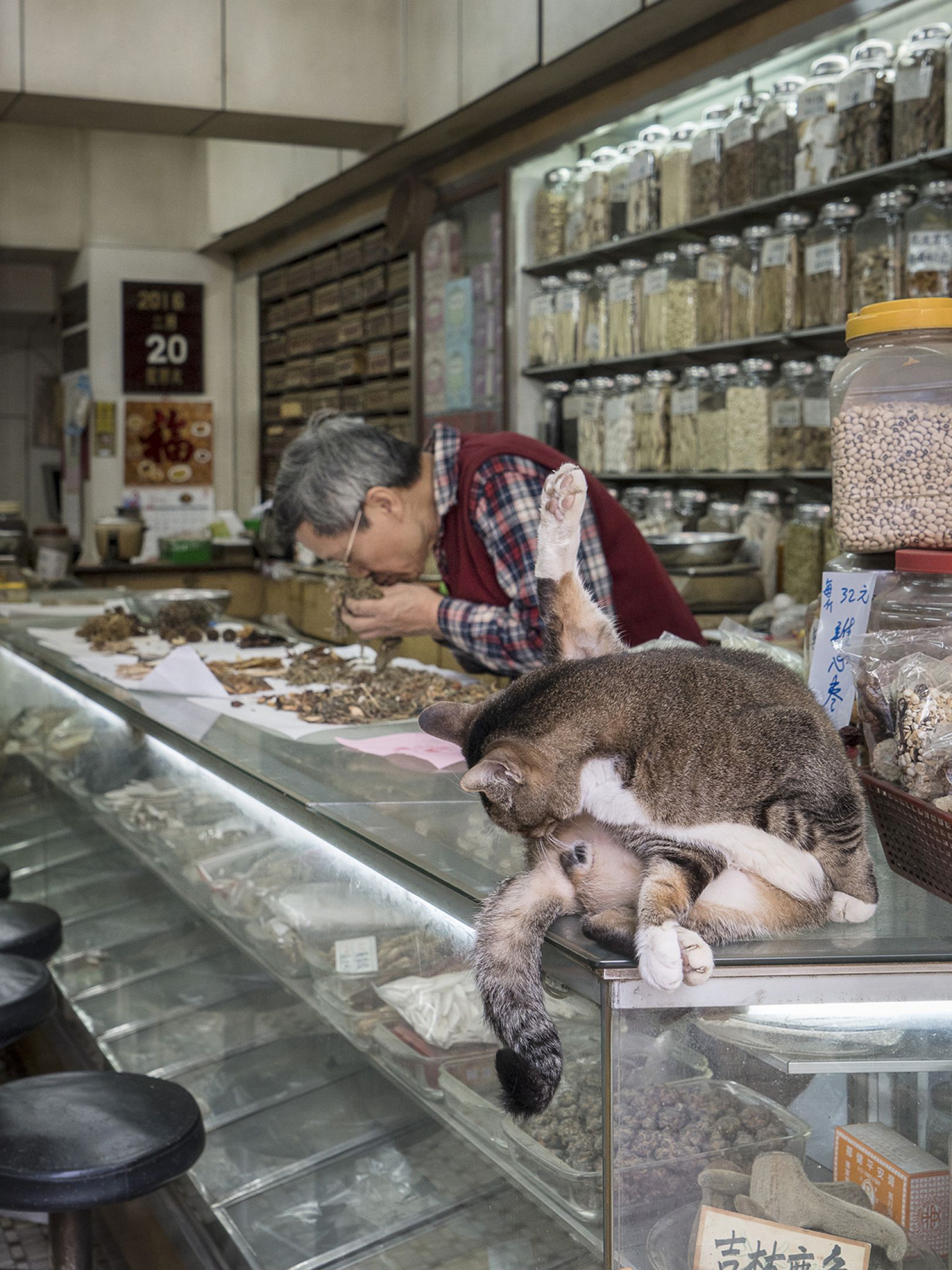 Shop Cats: Photographer captures charming felines living in Hong Kong's ...