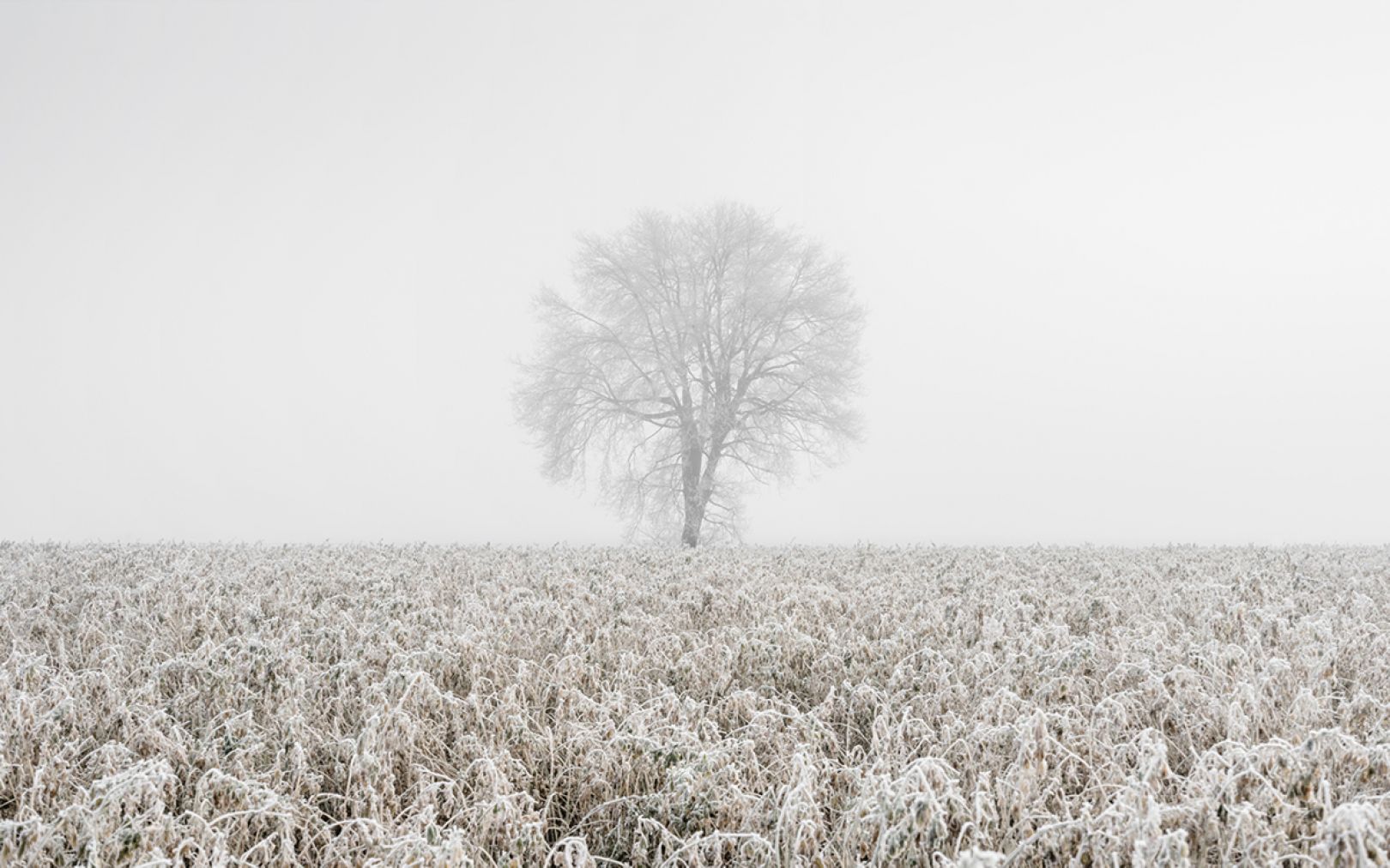 Silver Morning: Alessandro Zanoni documents a freezing winter's morning ...