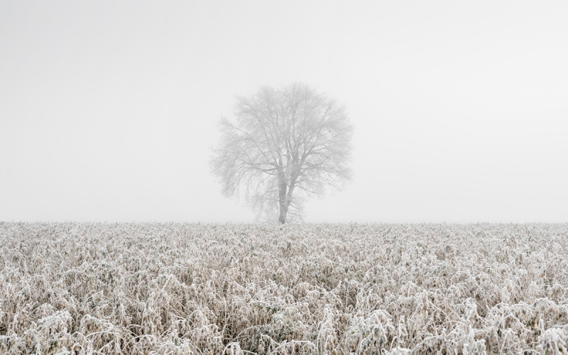 Silver Morning: Alessandro Zanoni documents a freezing winter's morning ...