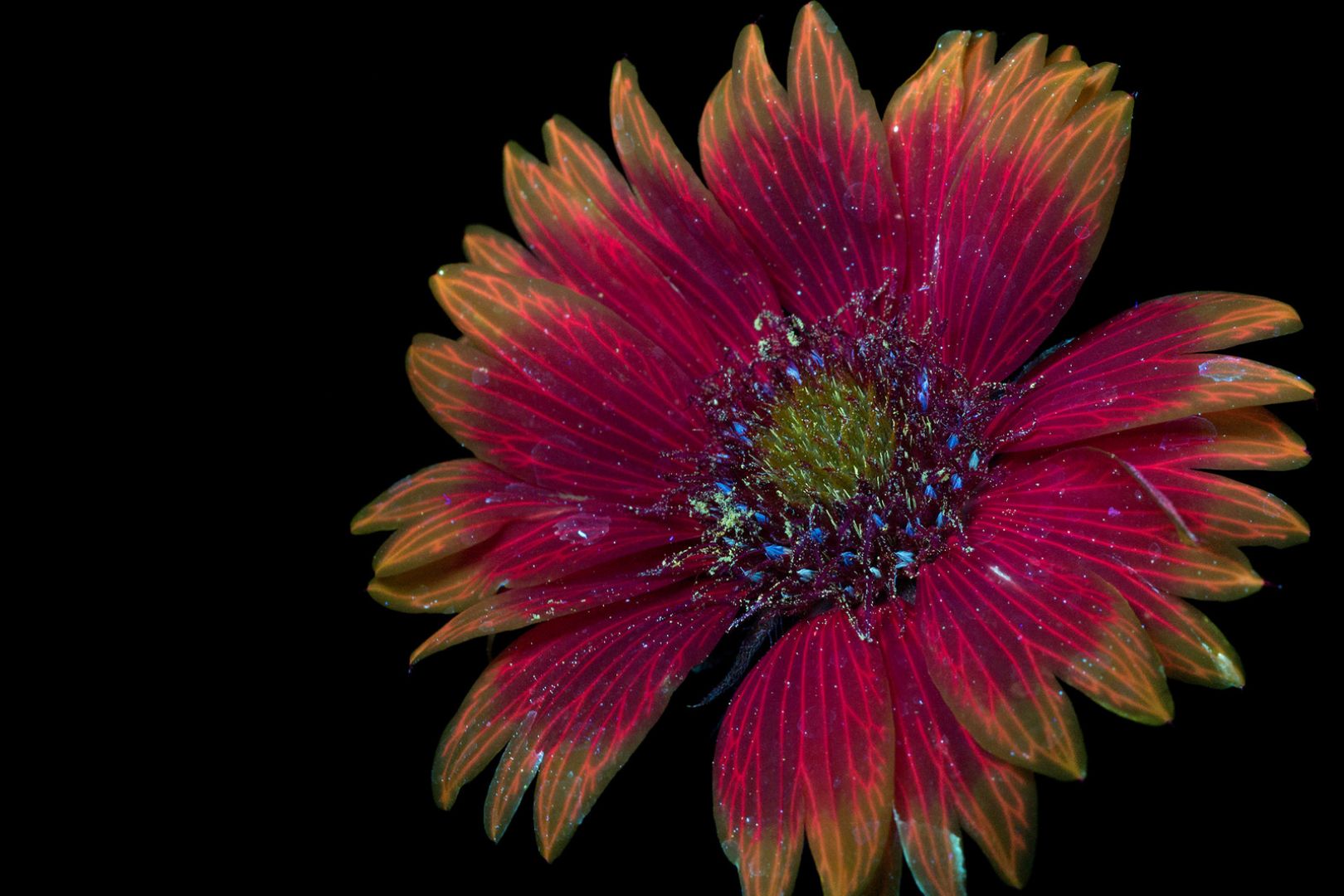 Photographs of flowers shot under ultraviolet and infrared lights ...