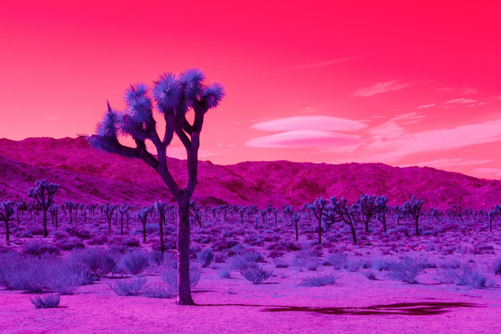 Seductive infrared photography that turns Southern California into a ...