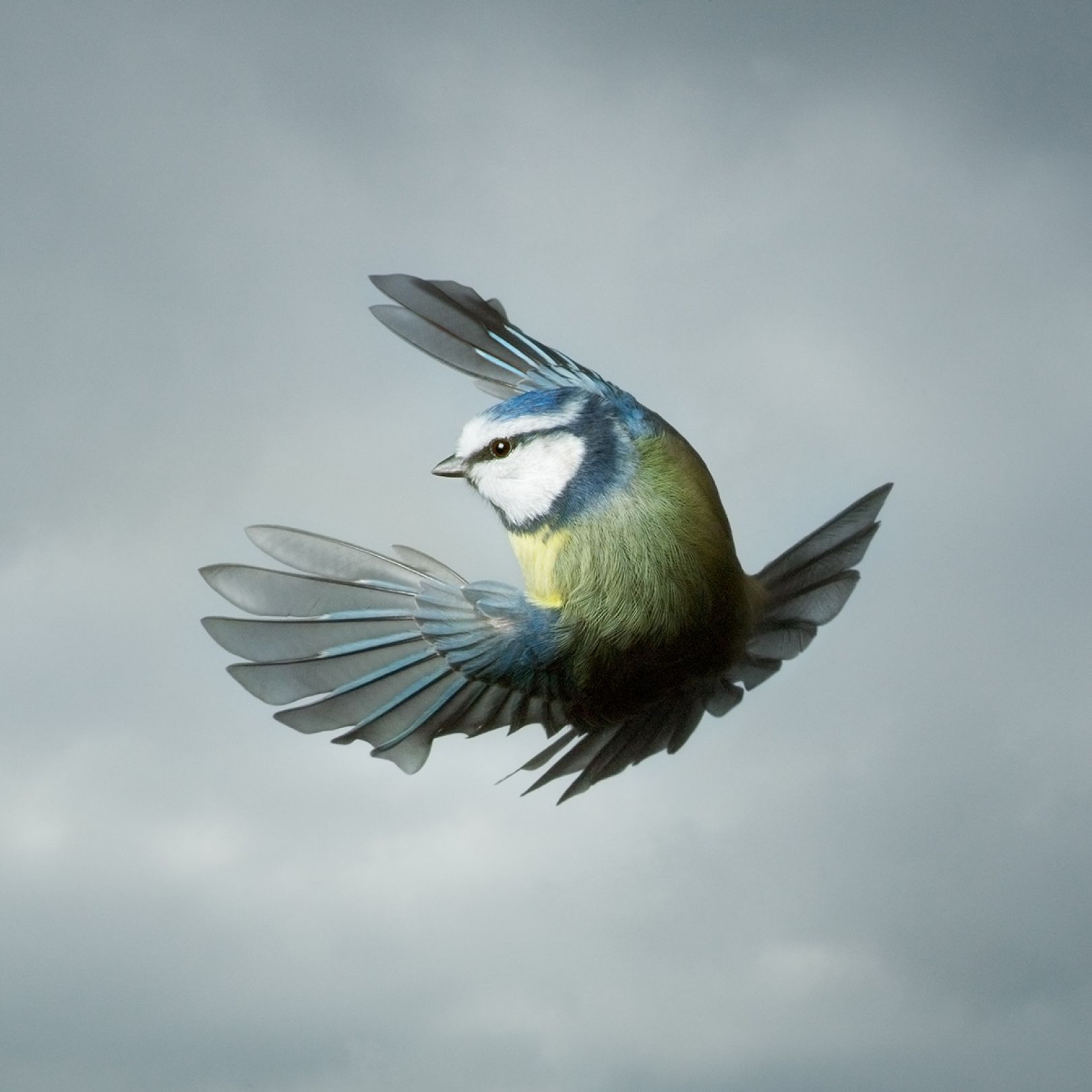 Everyday British birds captured mid-flight in the wild by photographer ...