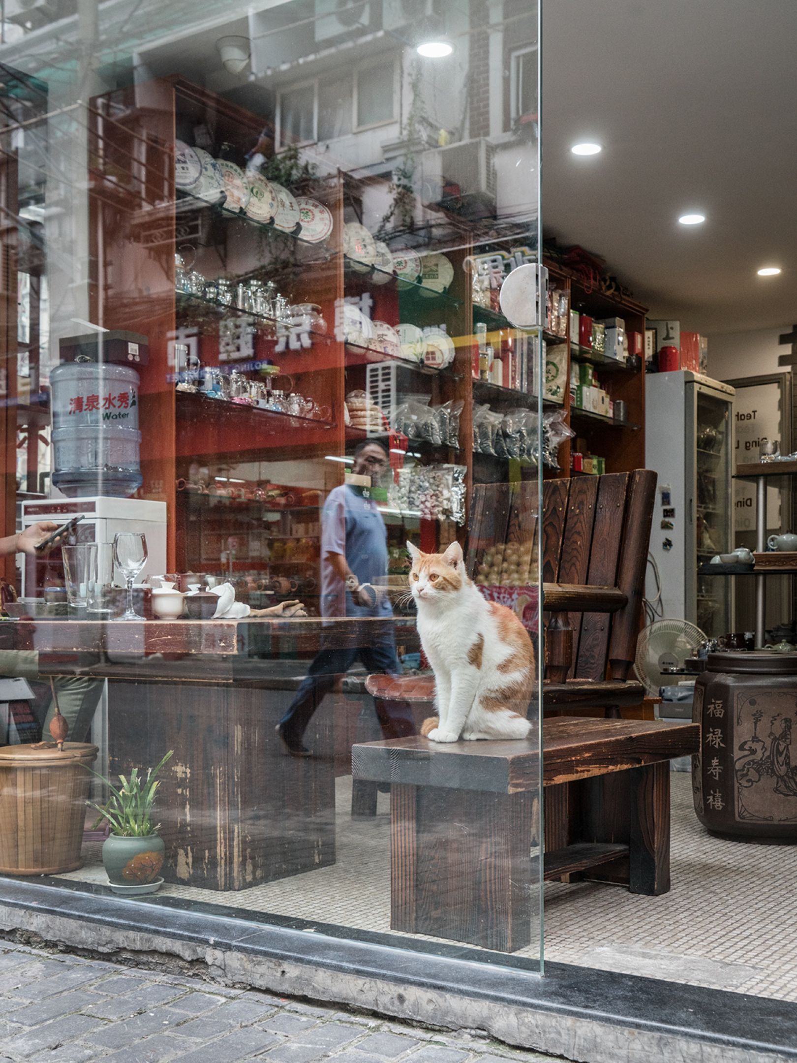 Photographs of the 'Shop Cats of China' offer a unique glimpse into ...