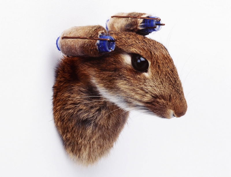 It's a matter of life and death as Nature Morte takes a closer look at ...