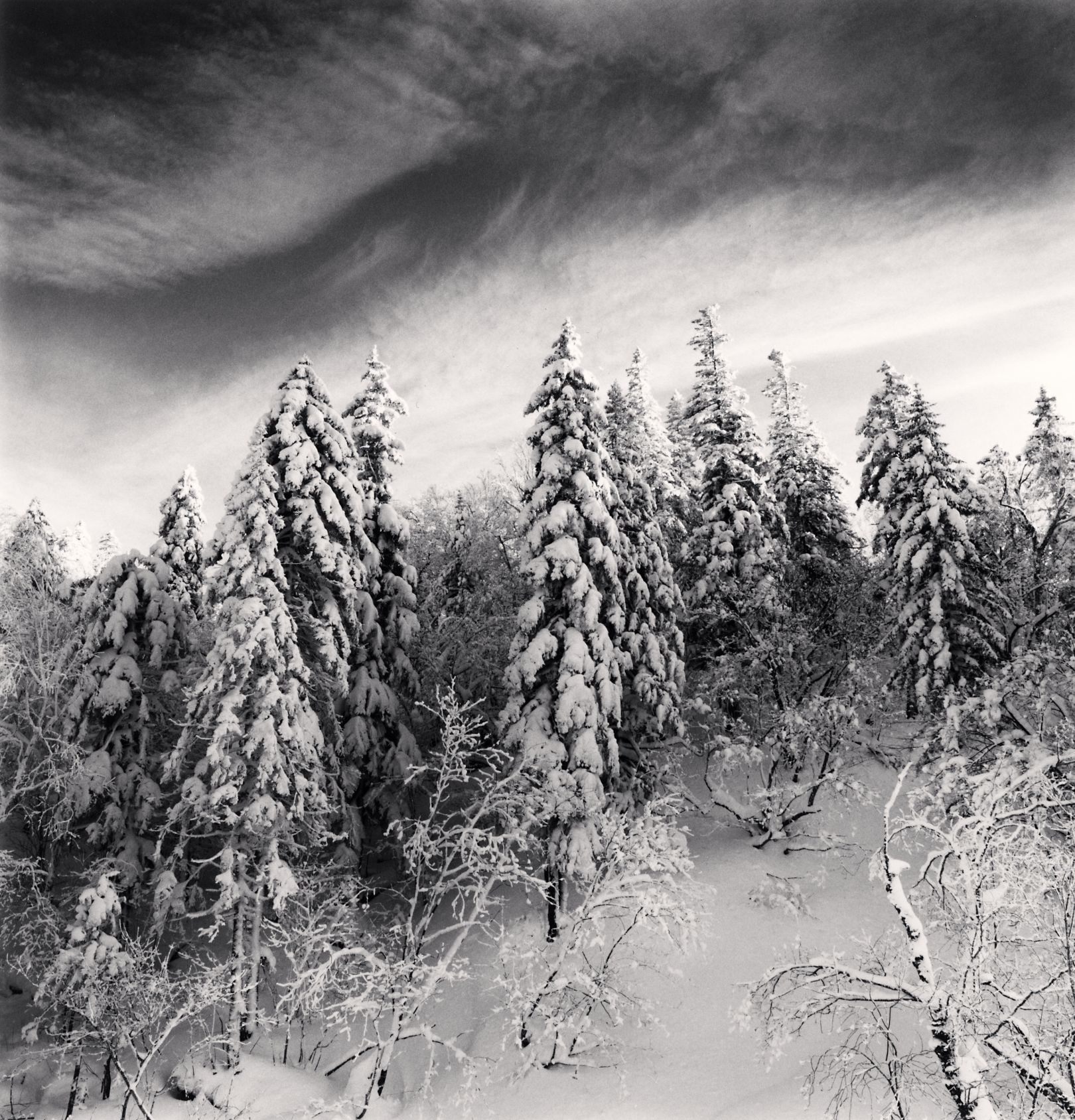 Philosopher's Tree by Michael Kenna is a spiritual journey in ...