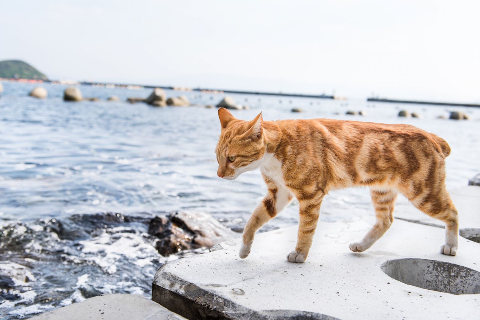 Andrew Marttila's photography series captures the feline residents of ...