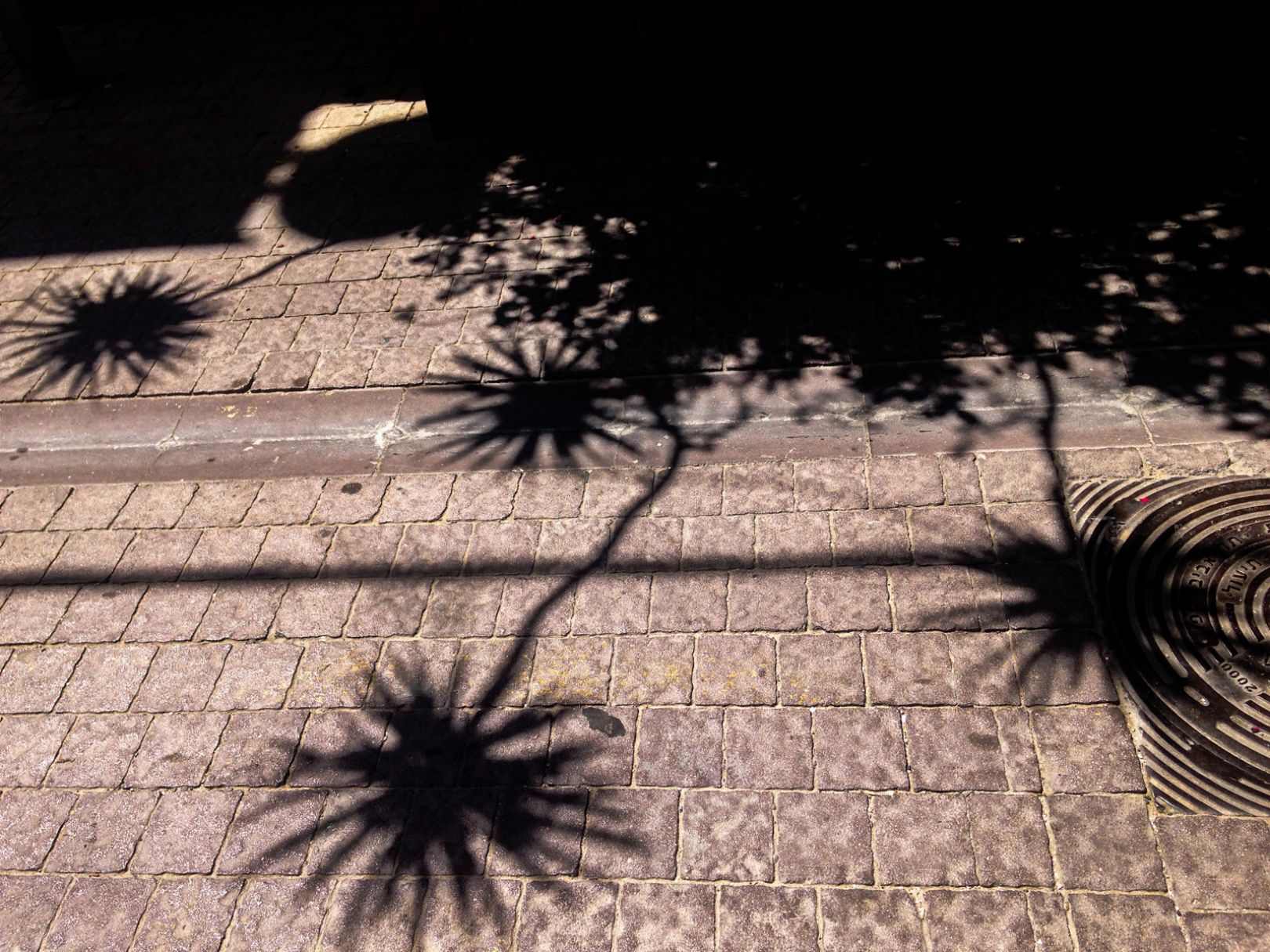 Urban Nature: David Goldstein shows the beauty of cities coexisting ...