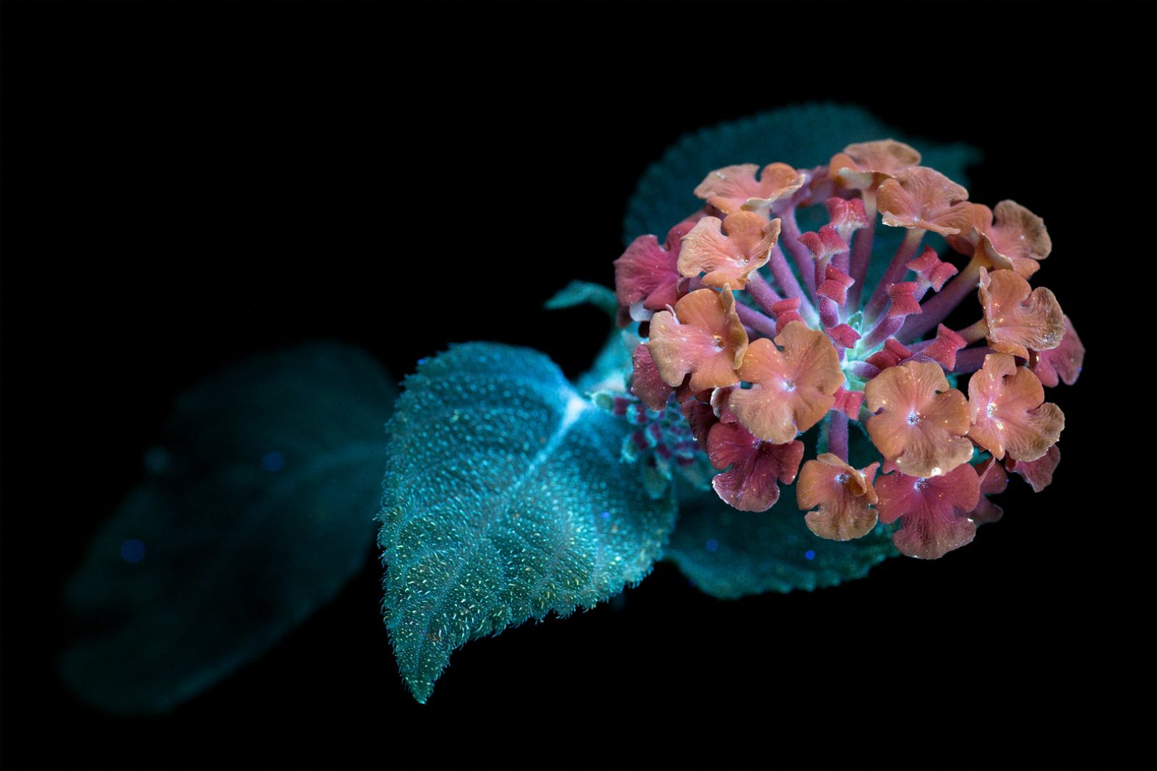 Photographs of flowers shot under ultraviolet and infrared lights ...