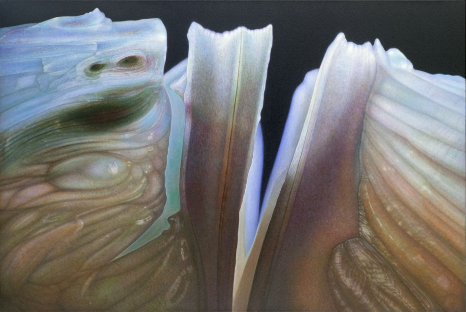 Dennis Wojtkiewicz's giant, appetising paintings of sliced citrus fruit ...