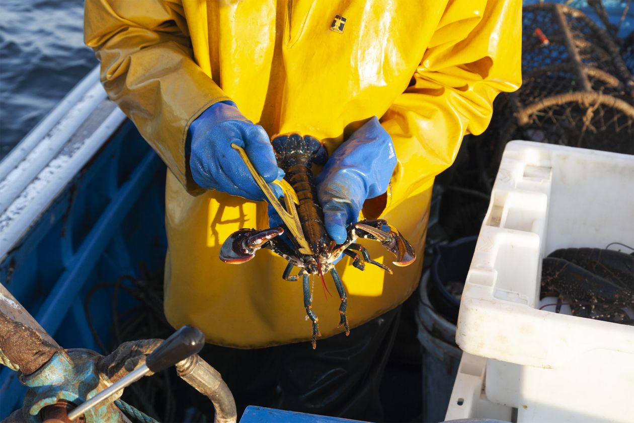 Passengers: Paintings by Matthew Grabelsky of half-human, half-animal ...