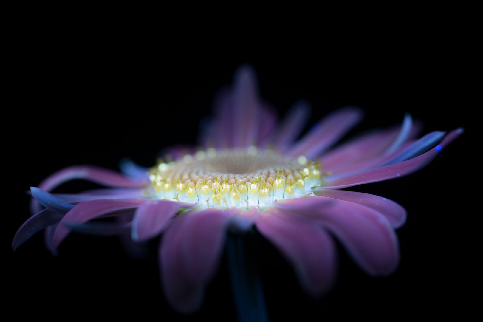 Photographs of flowers shot under ultraviolet and infrared lights ...