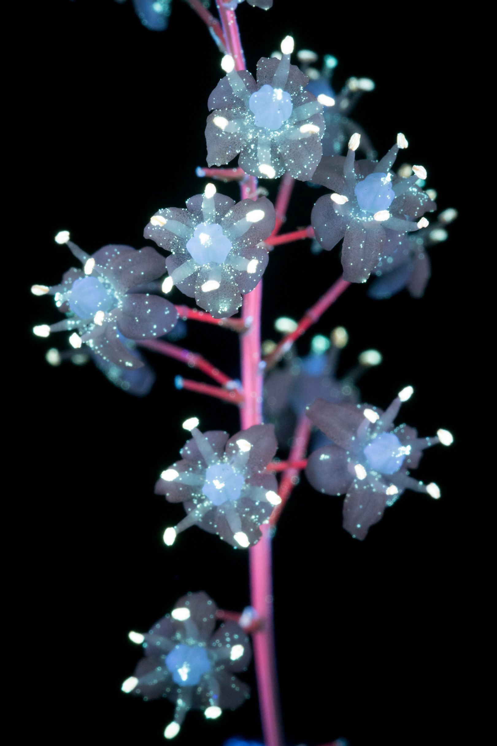 Photographs of flowers shot under ultraviolet and infrared lights ...
