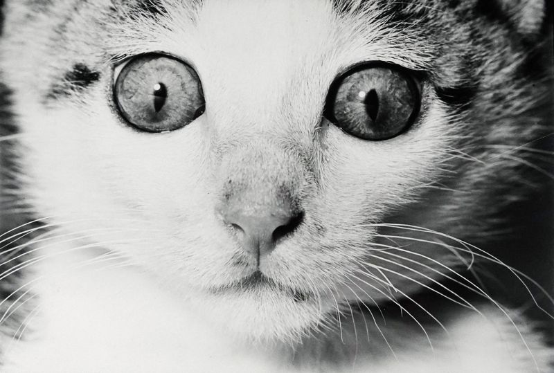 Nobuyoshi Araki Cat