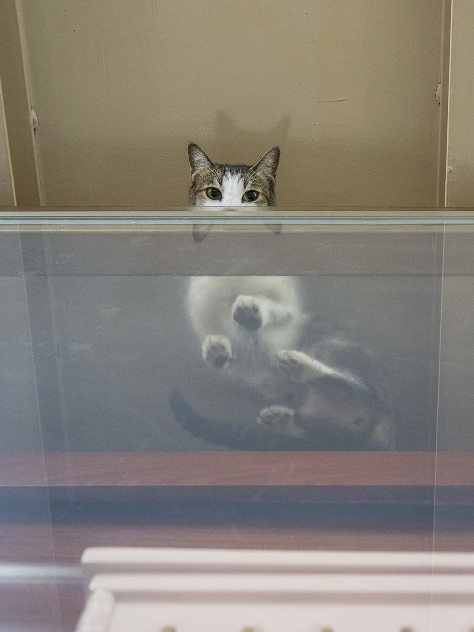 Shop Cats: Photographer captures charming felines living in Hong Kong's ...