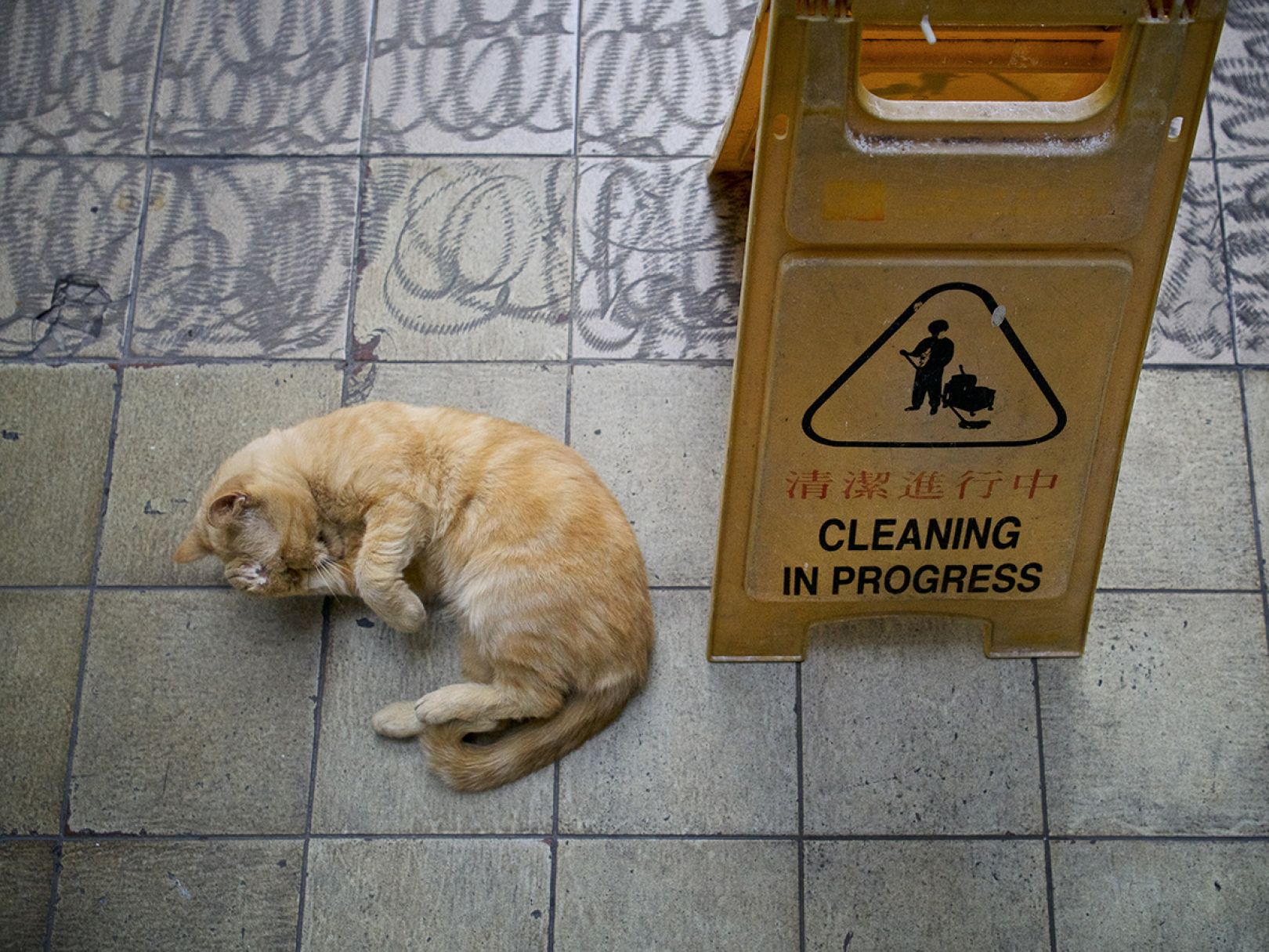 Shop Cats: Photographer captures charming felines living in Hong Kong's ...