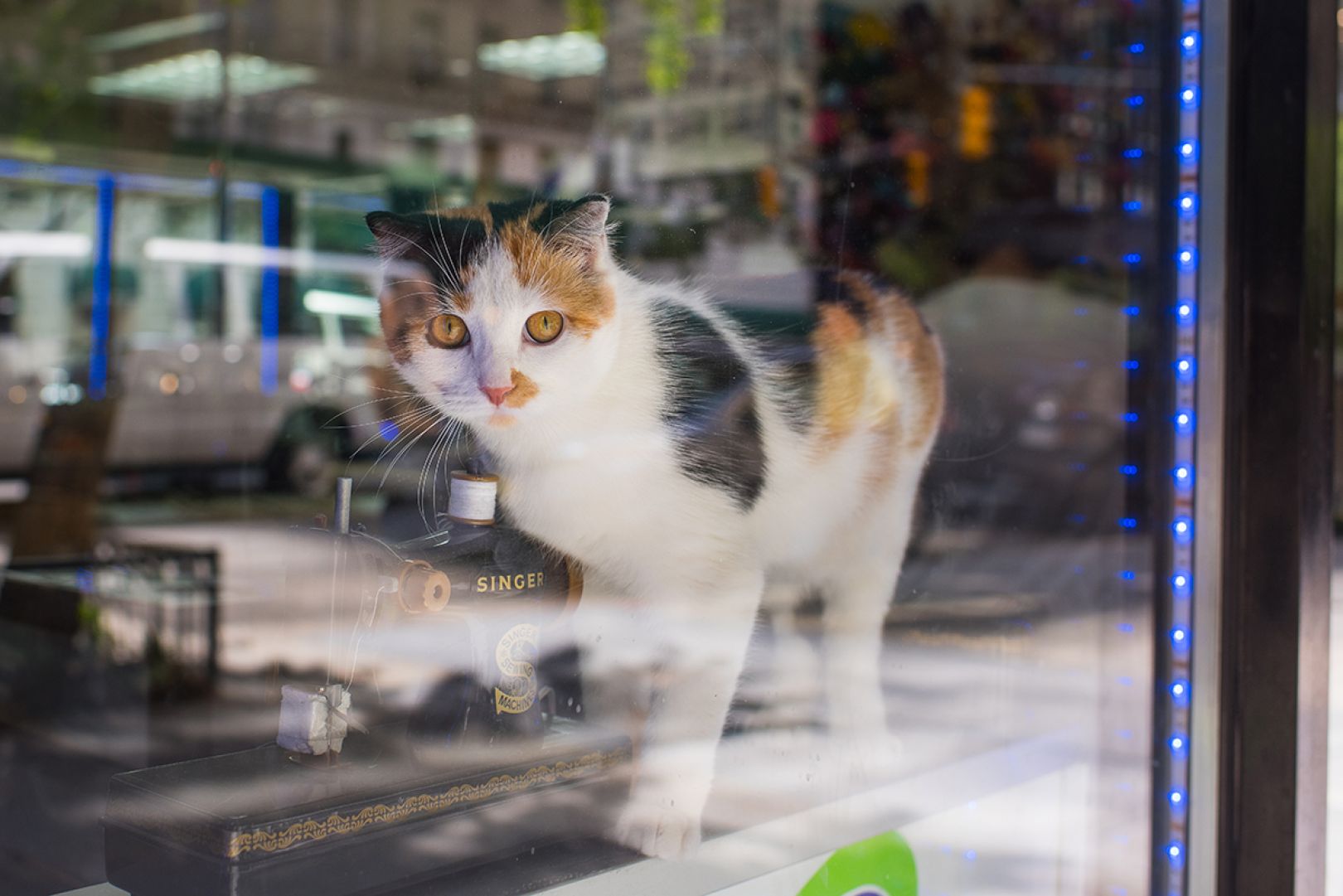 Shop Cats of New York: Discover the fascinating stories of cats living ...