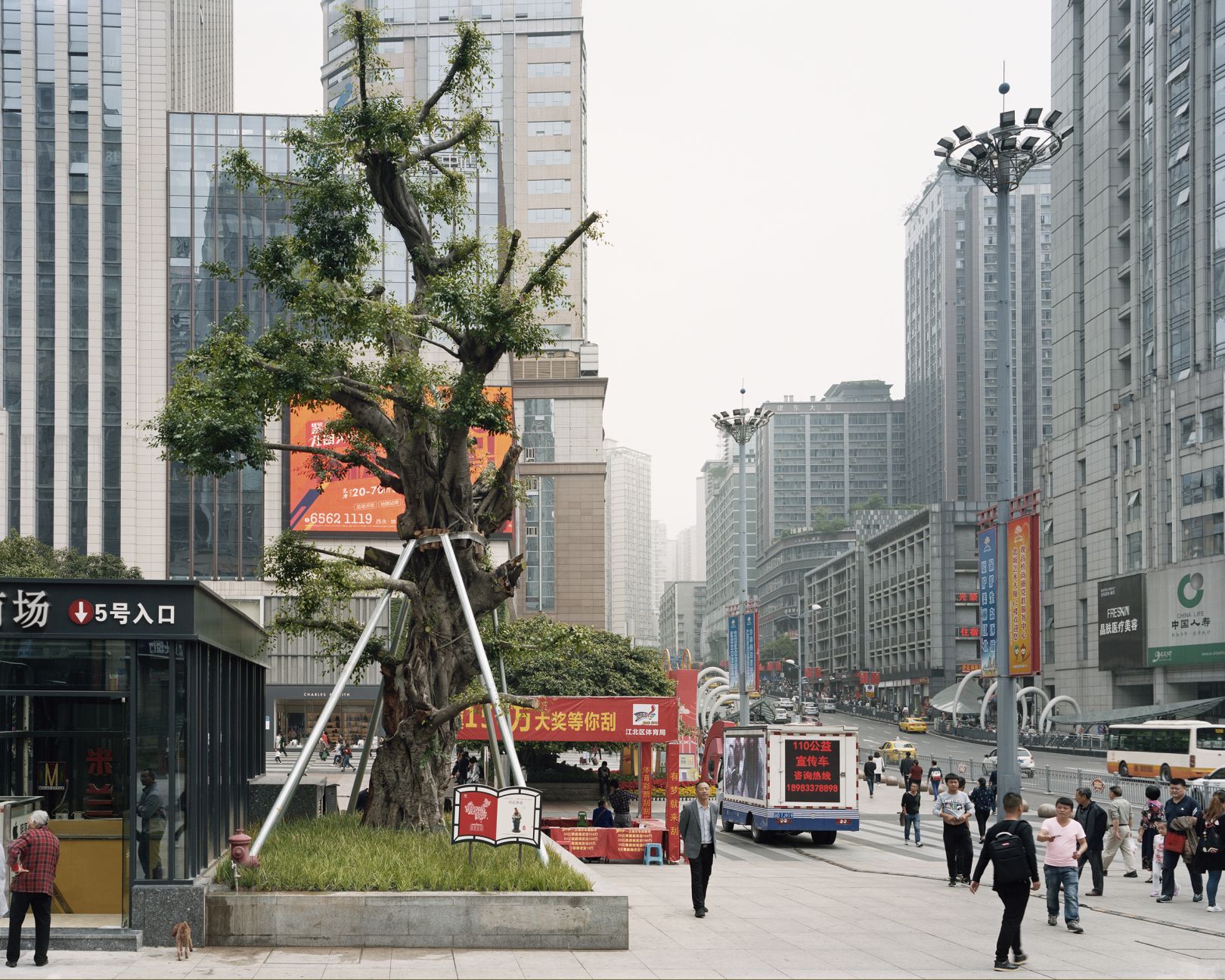 Forest: Yan Wang Preston's photographs of transplanted trees in fast ...