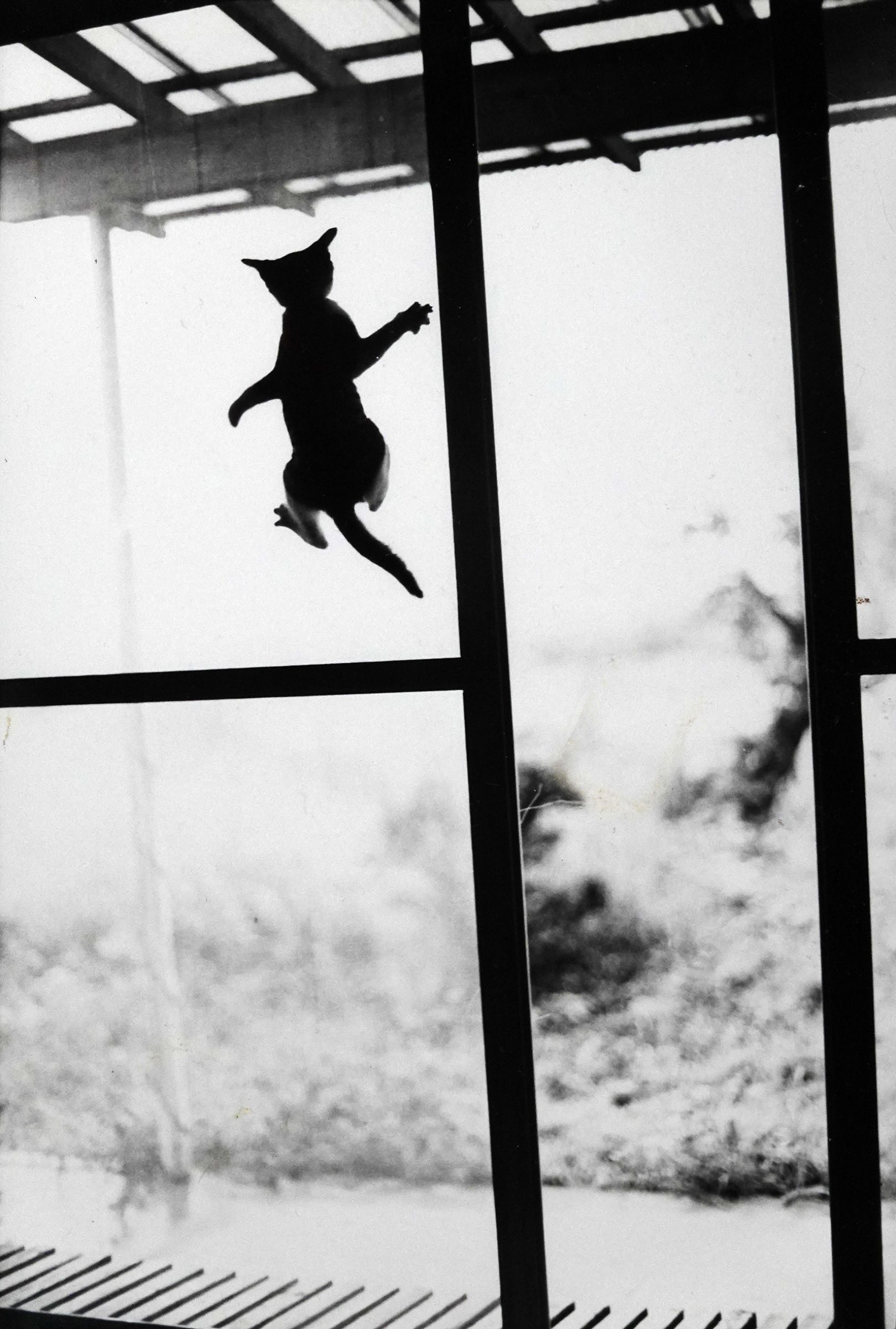 Photographs by Masahisa Fukase reveal a tender and joyful portrait of ...