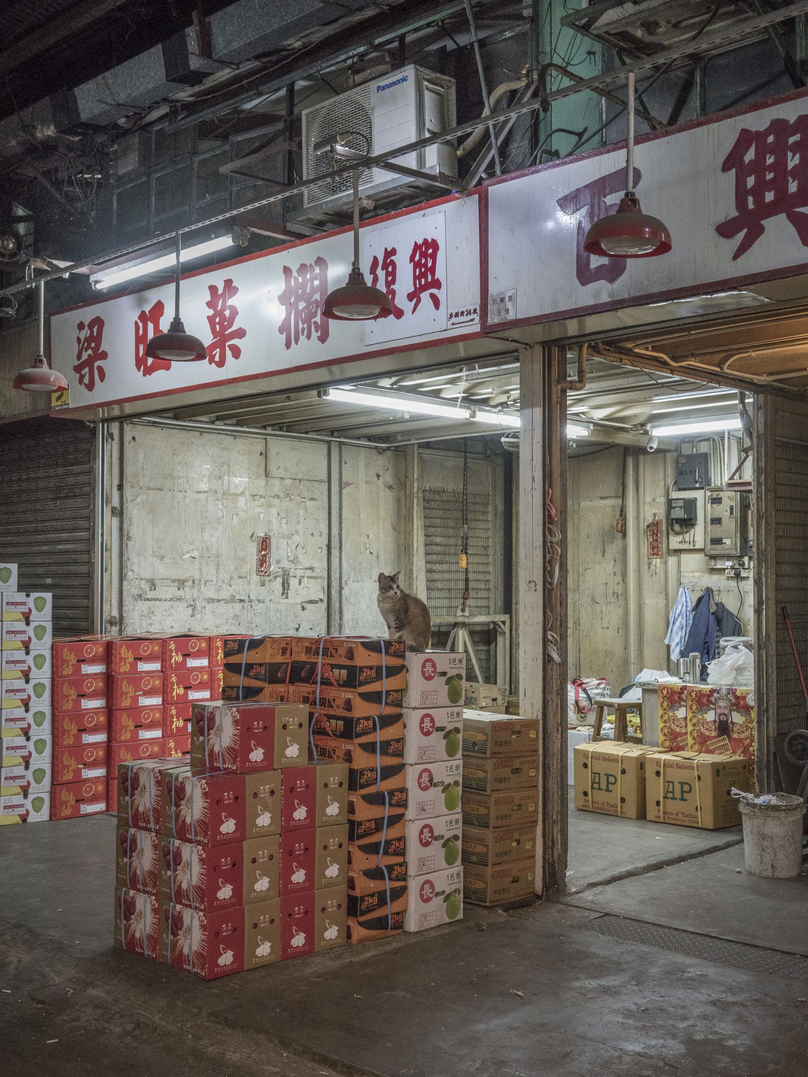 Photographer reveals the secret lives of Hong Kong's market cats in ...