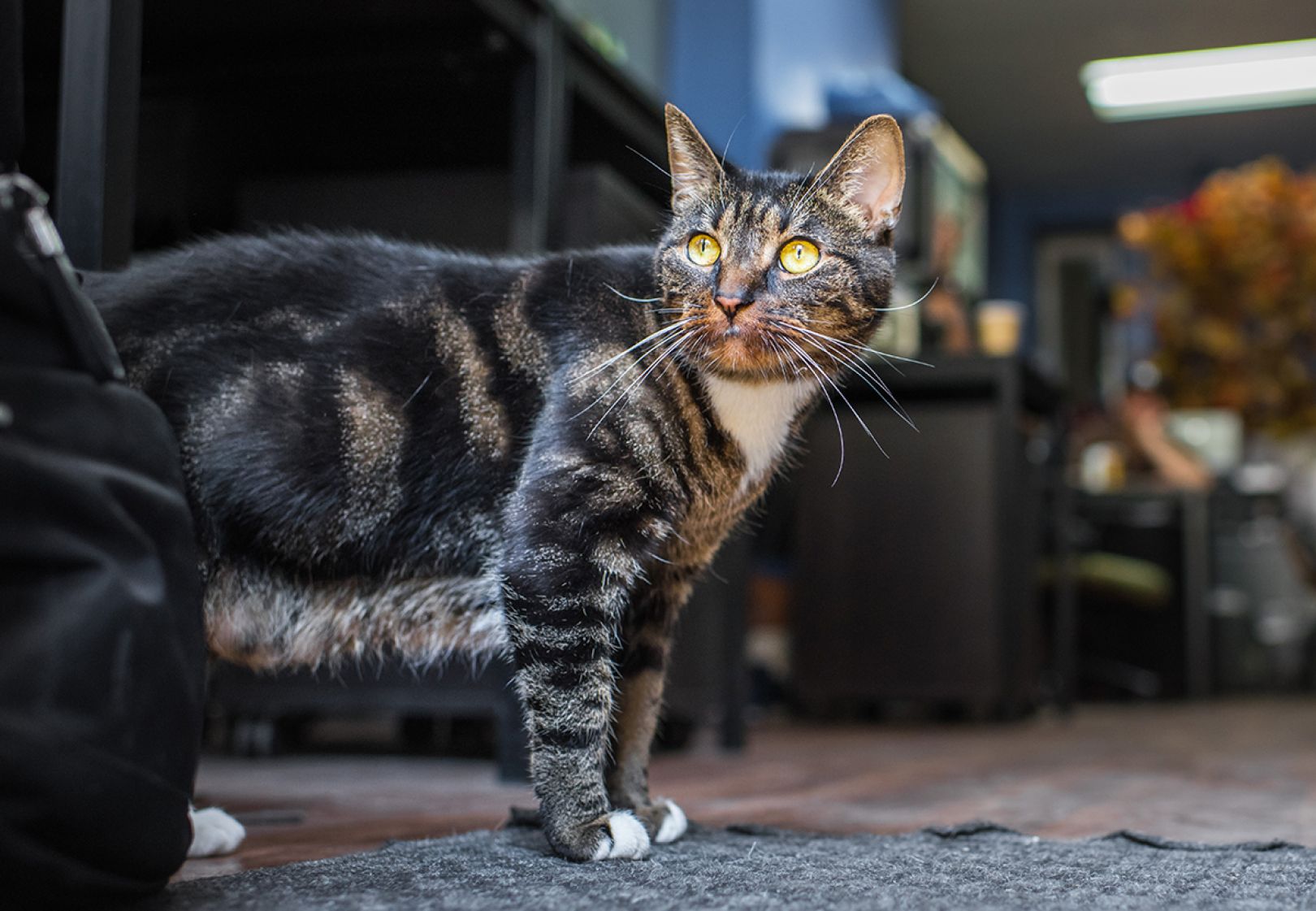 Shop Cats of New York: Discover the fascinating stories of cats living ...