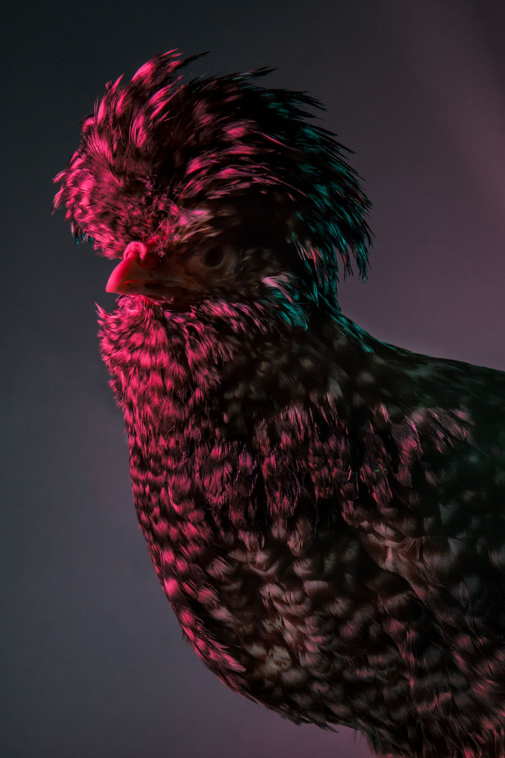 Chic Chicks: Photographer poses baby chickens as high-fashion models ...