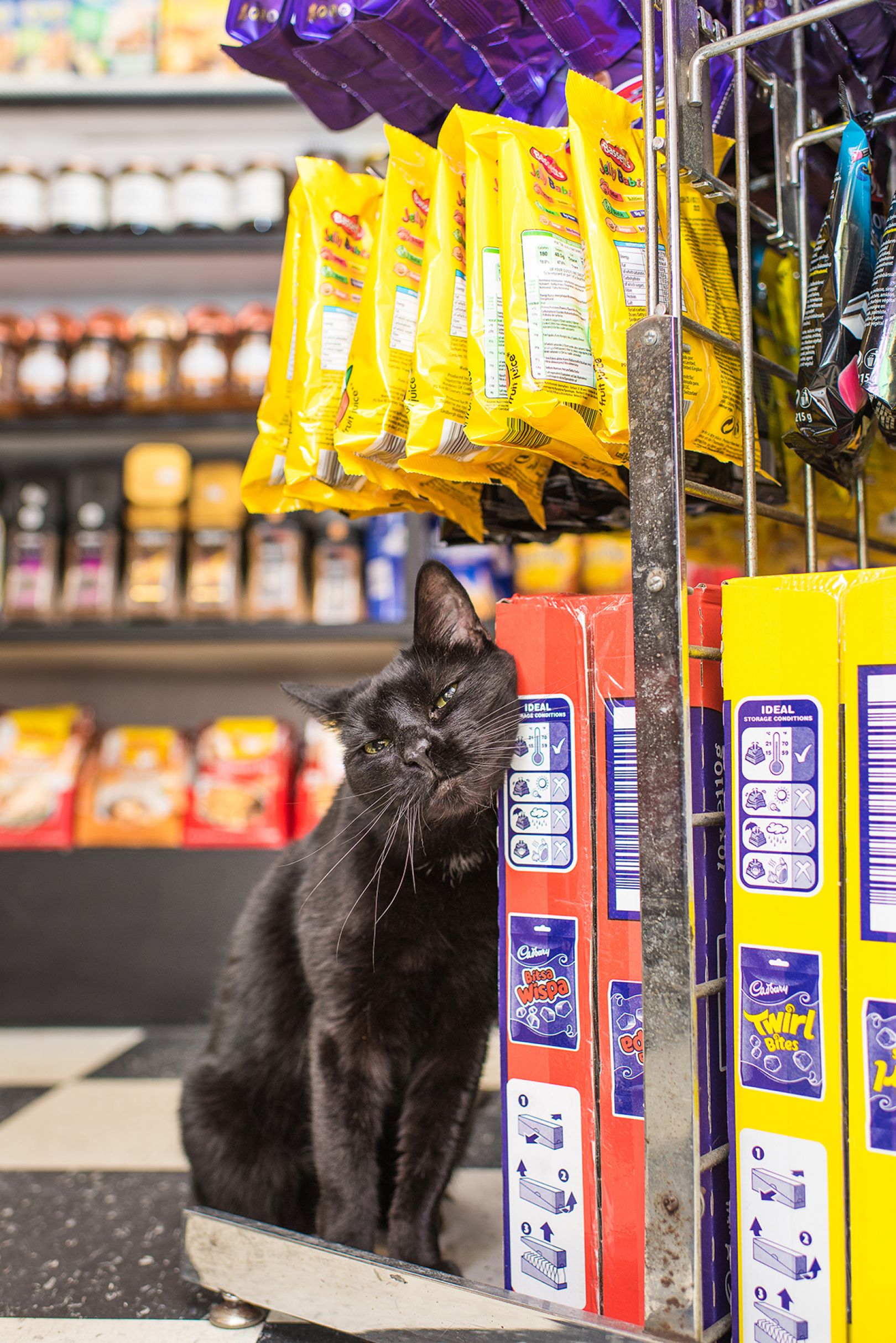 Shop Cats of New York: Discover the fascinating stories of cats living ...