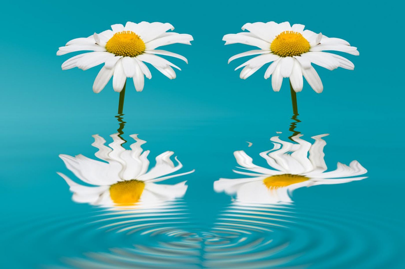 Minimalist Flowers: California's beautiful flora captured and turned ...