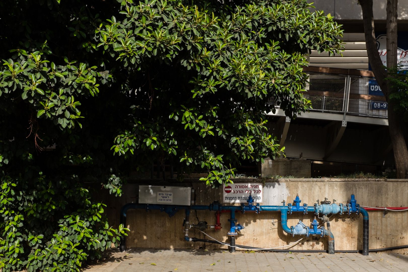 Urban Nature: David Goldstein shows the beauty of cities coexisting ...