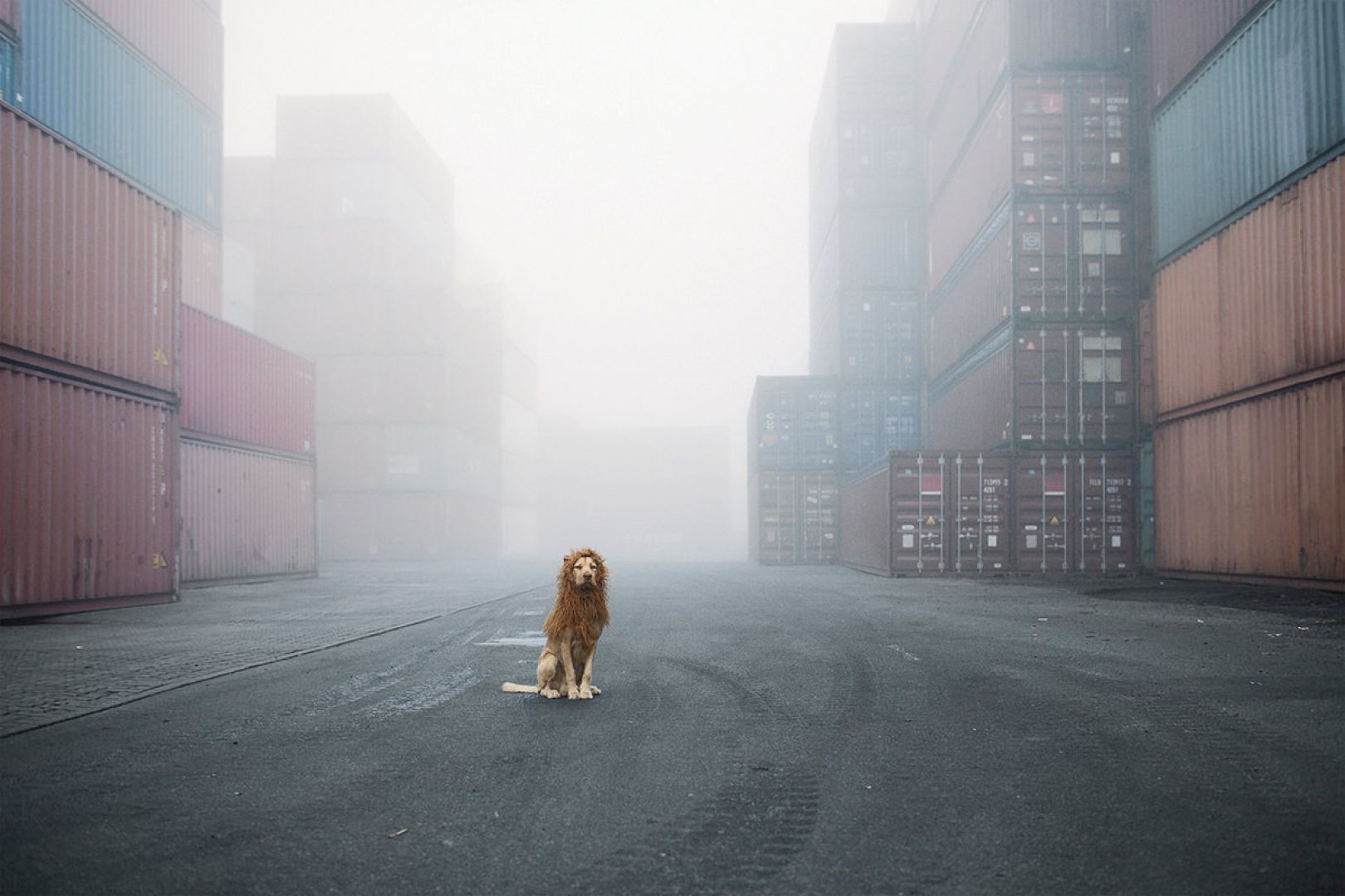 Big City Lion: Photographer dresses her adopted dog as a lion in a ...