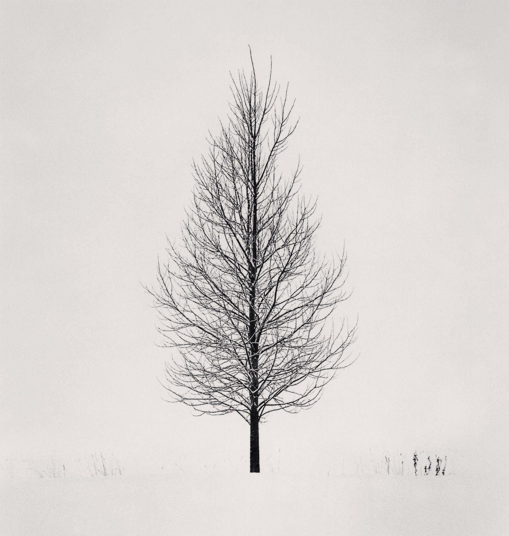 Philosopher's Tree by Michael Kenna is a spiritual journey in ...