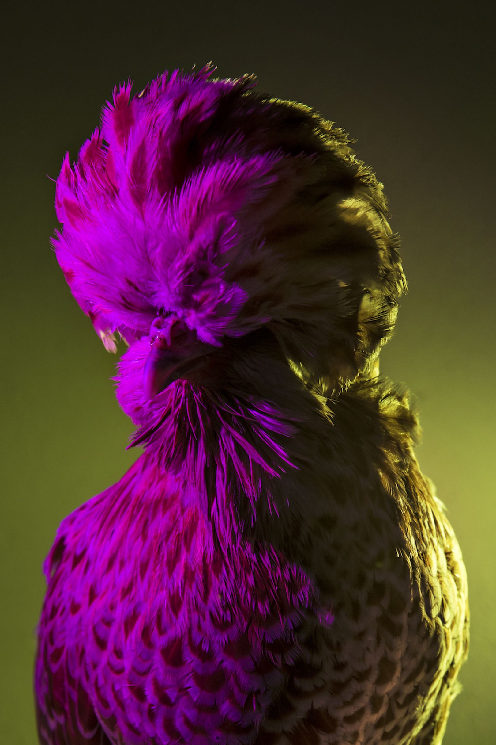 Chic Chicks: Photographer poses baby chickens as high-fashion models ...