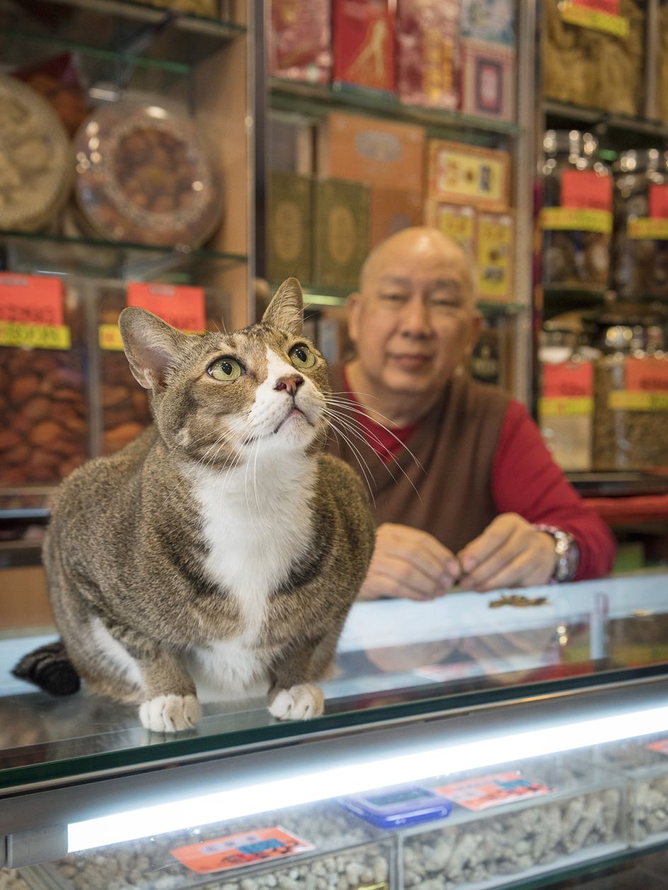 Shop Cats: Photographer captures charming felines living in Hong Kong's ...