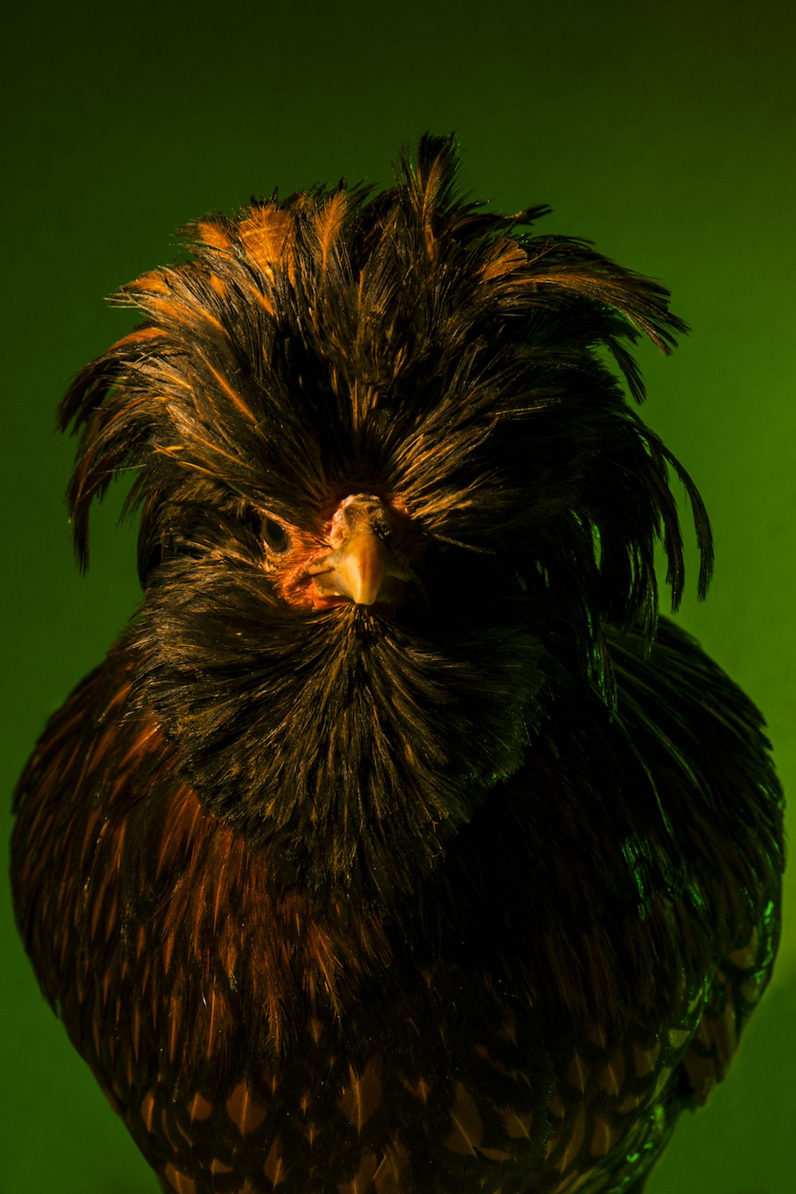 Chic Chicks: Photographer poses baby chickens as high-fashion models ...