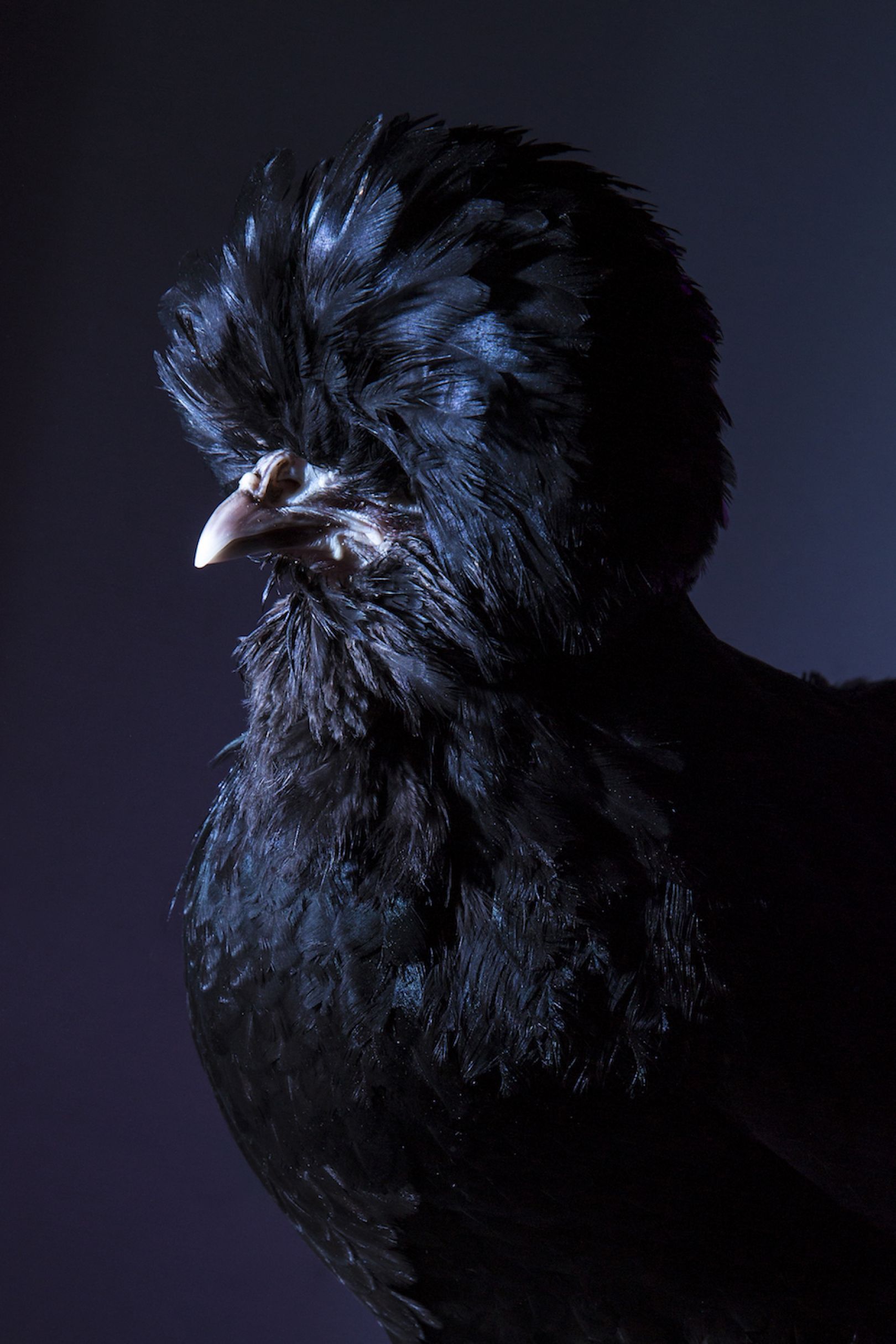 Chic Chicks: Photographer poses baby chickens as high-fashion models ...