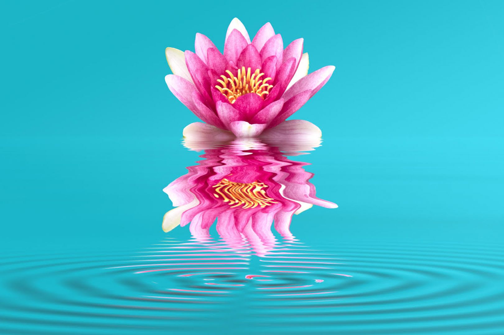 Minimalist Flowers: California's beautiful flora captured and turned ...