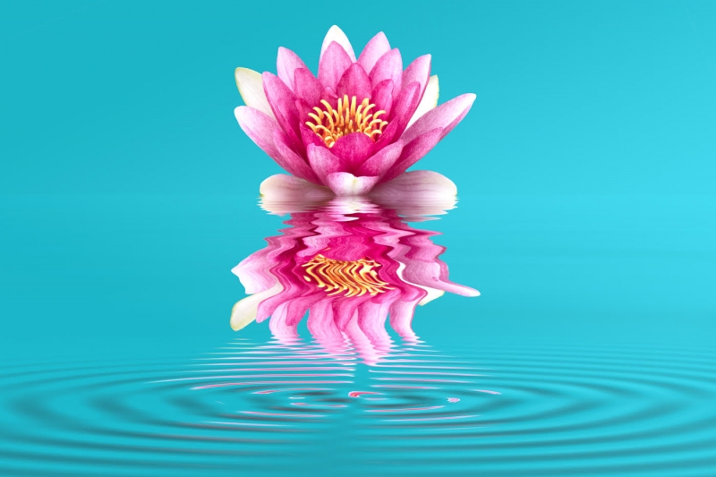 Minimalist Flowers: California's beautiful flora captured and turned ...