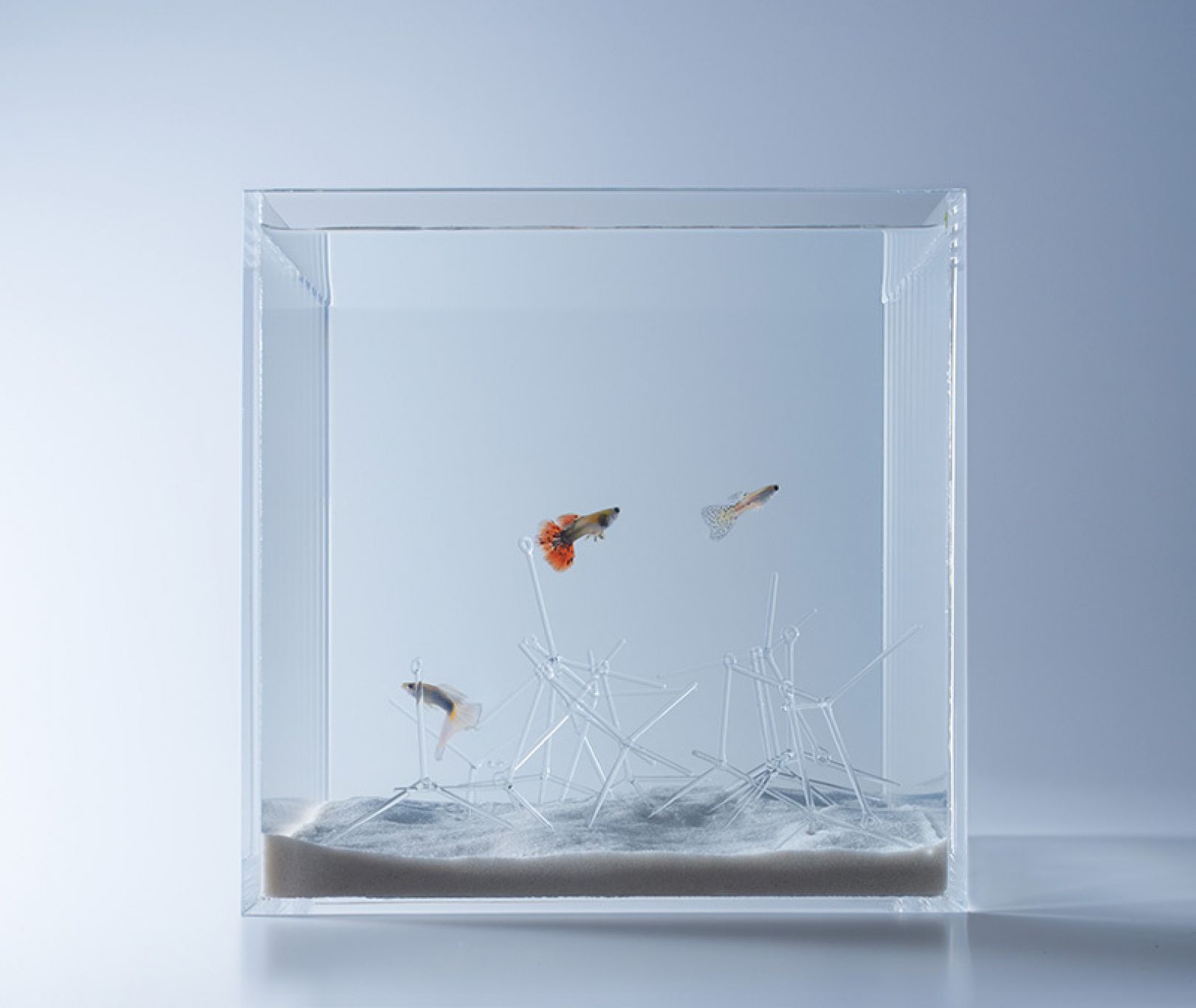 Waterscapes: Minimalist aquariums that float the idea of underwater 3D ...