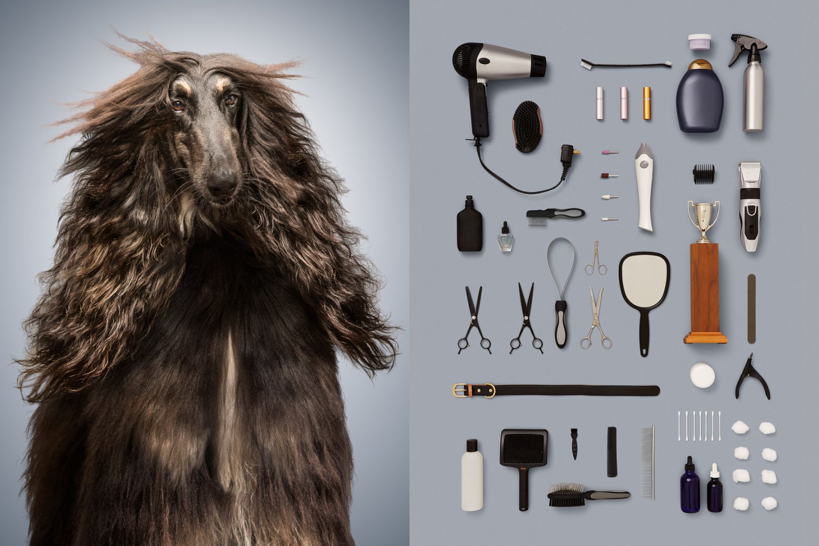 A Dog's Life: Photographs of pooches alongside the objects that shape ...