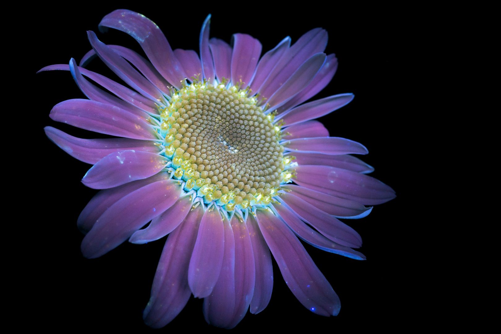 Photographs of flowers shot under ultraviolet and infrared lights ...