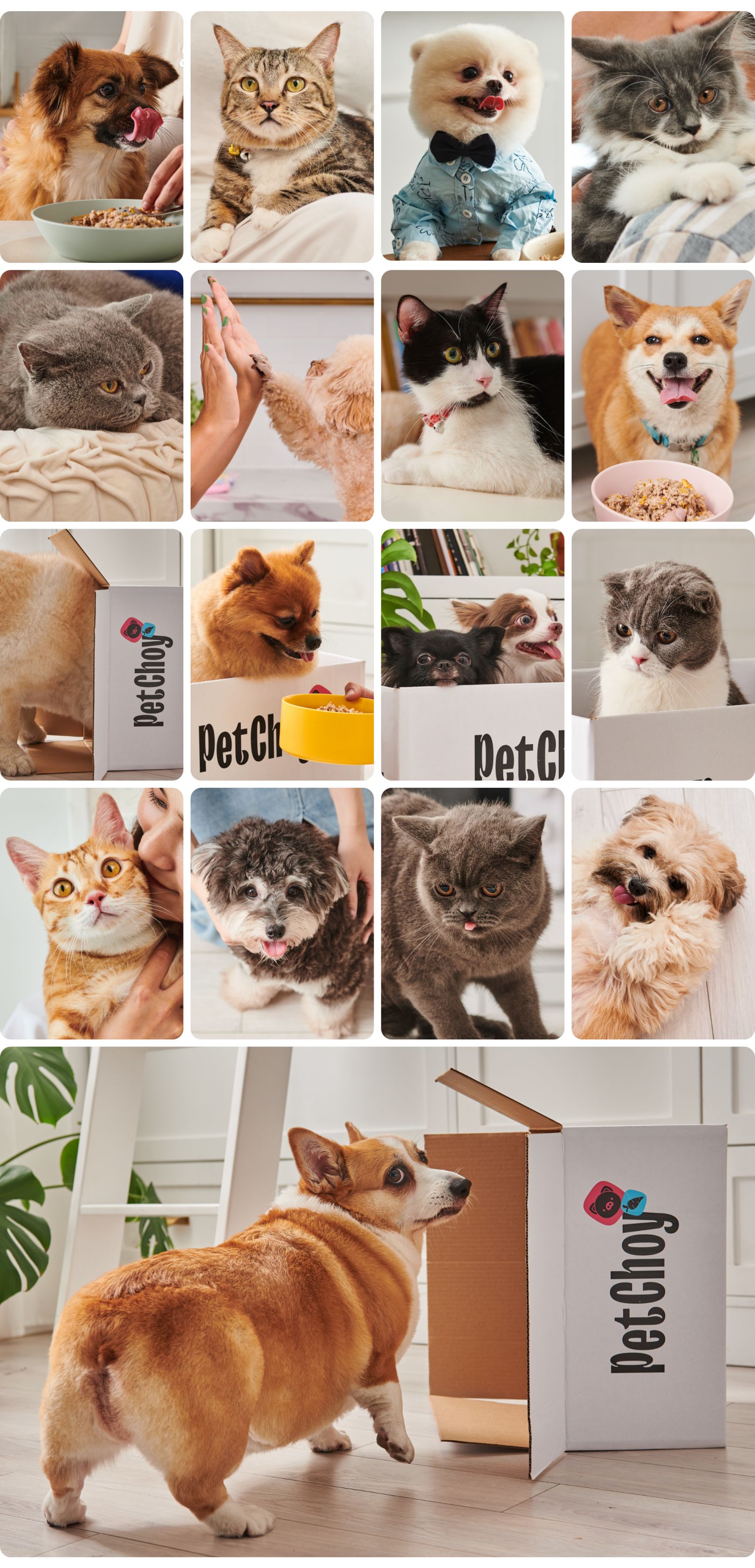 Pets eat as well as their owners in this clever and colourful rebrand ...