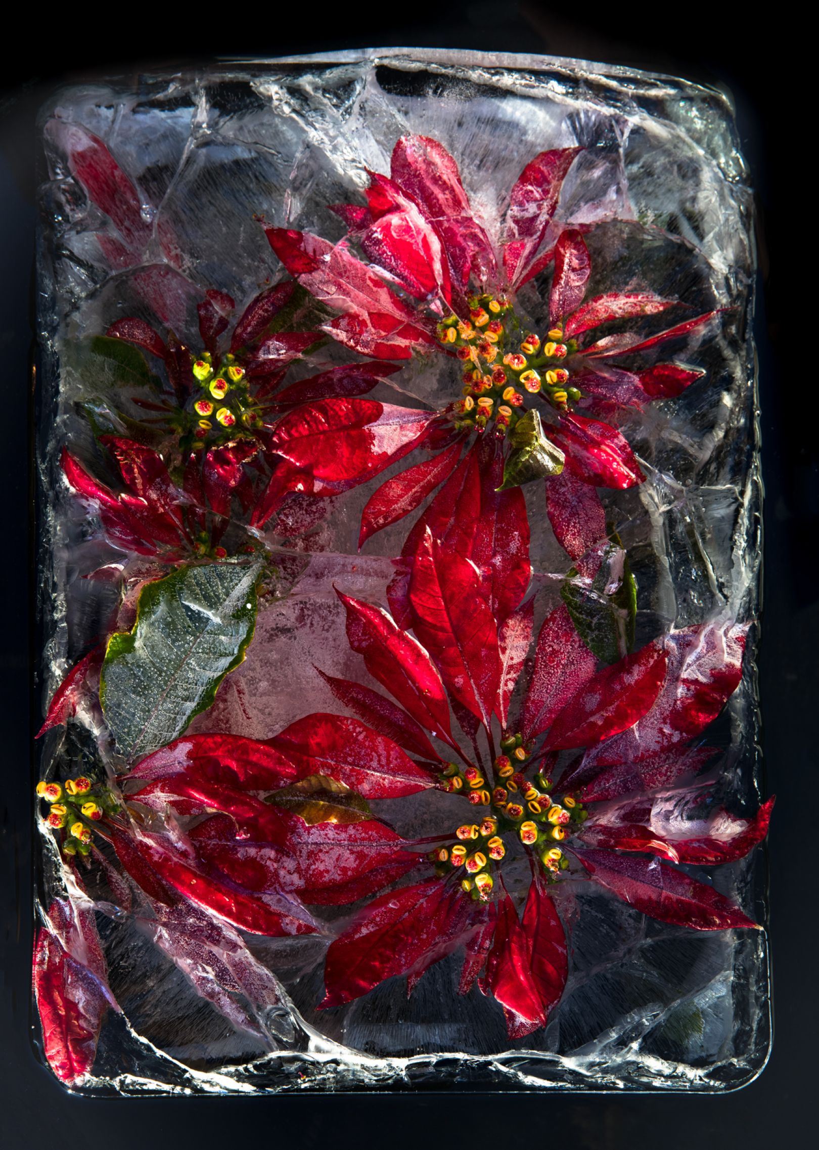 Romantic photographs of frozen flowers in blocks of ice capture the ...