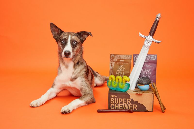 The ins and outs of designing 'Instagrammable' toys, for dogs ...