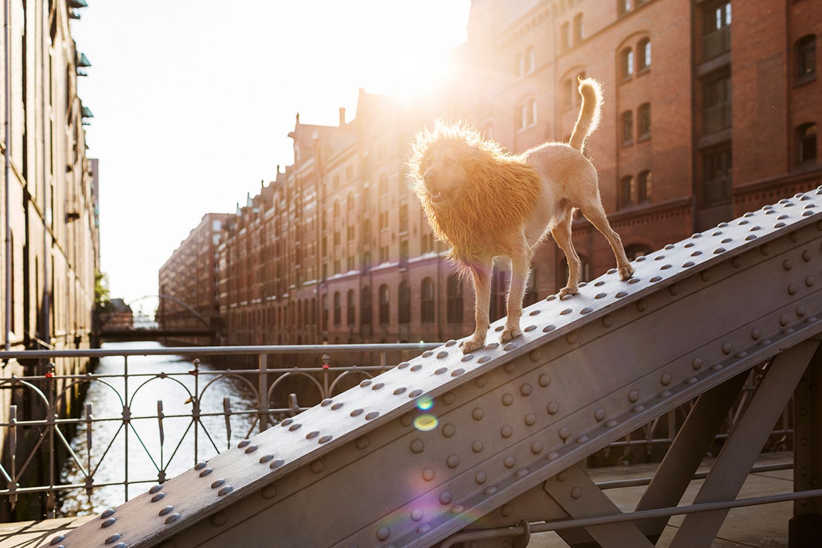 Big City Lion: Photographer dresses her adopted dog as a lion in a ...